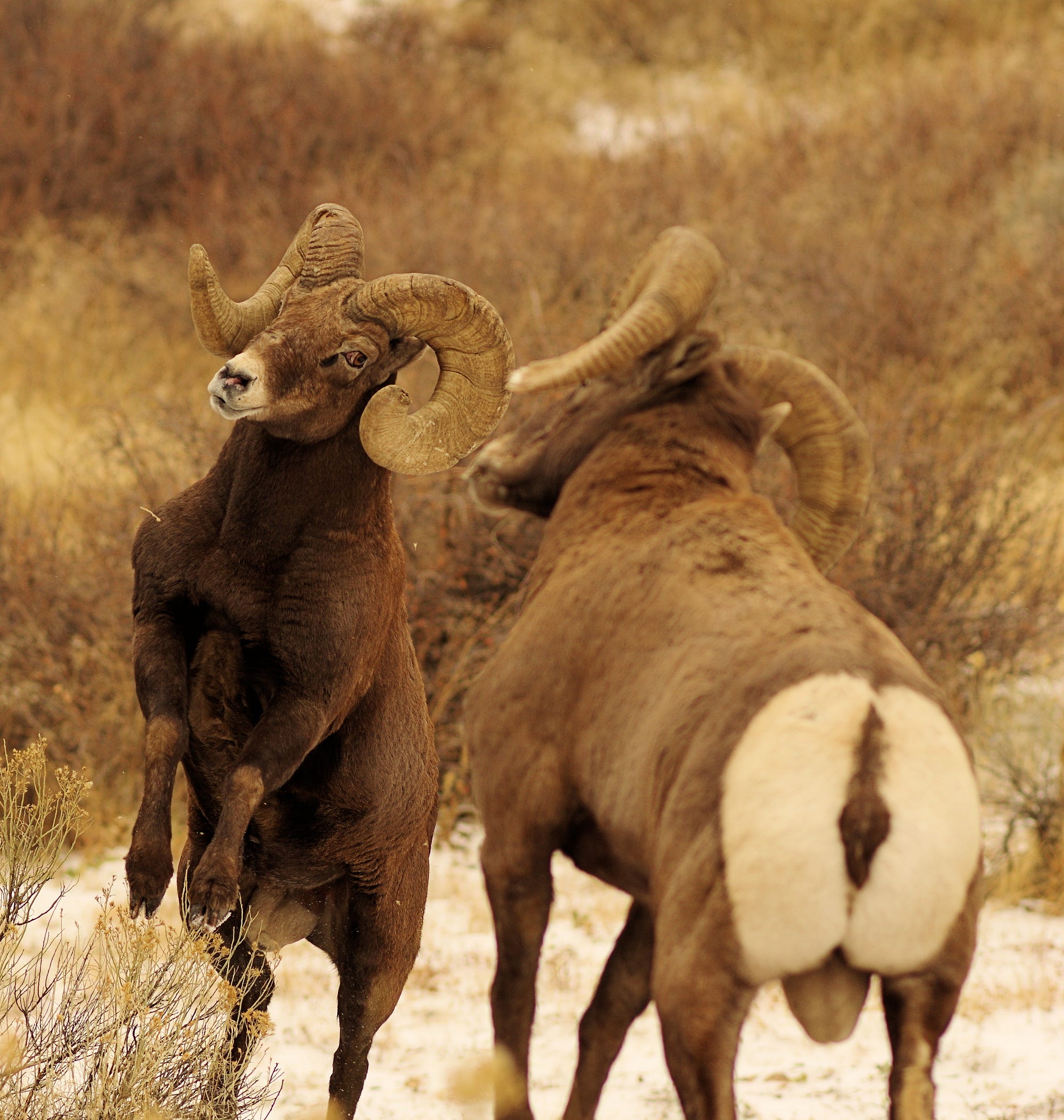 Up-close Look at Battling Bighorn Sheep – Updates from the U.S. Fish ...