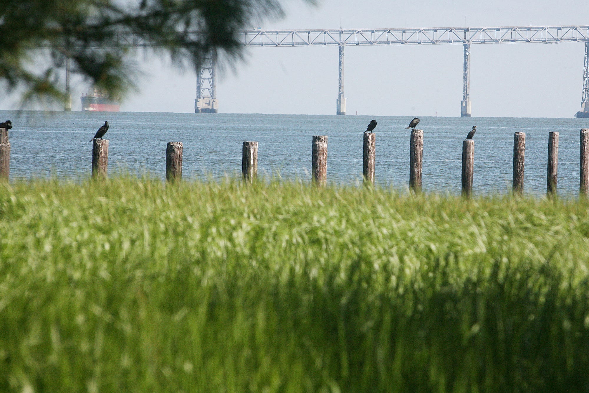 $1.37 million cleanup of toxic pilings in the bay could help herring ...