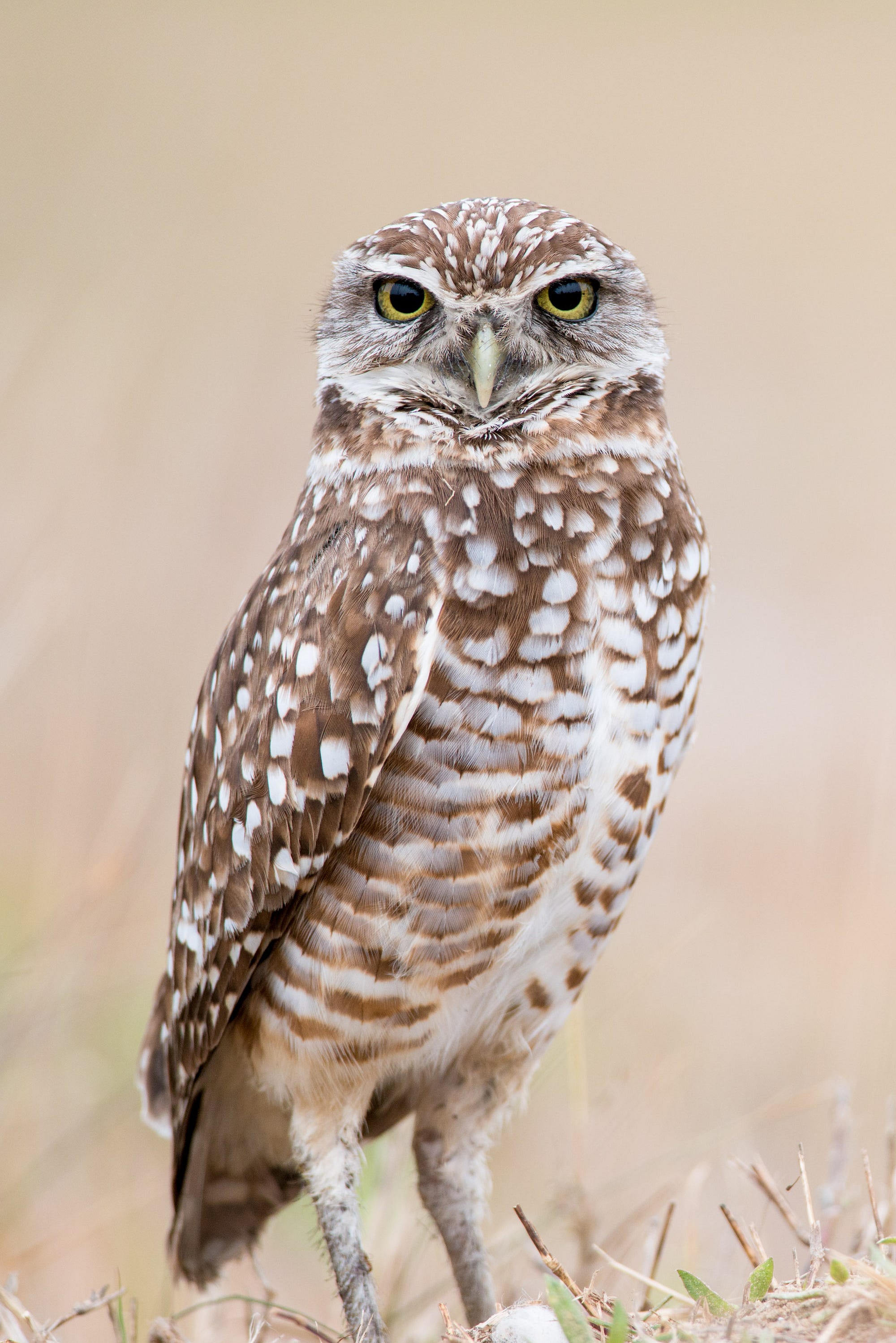 Angry Owls – Invironment – Medium