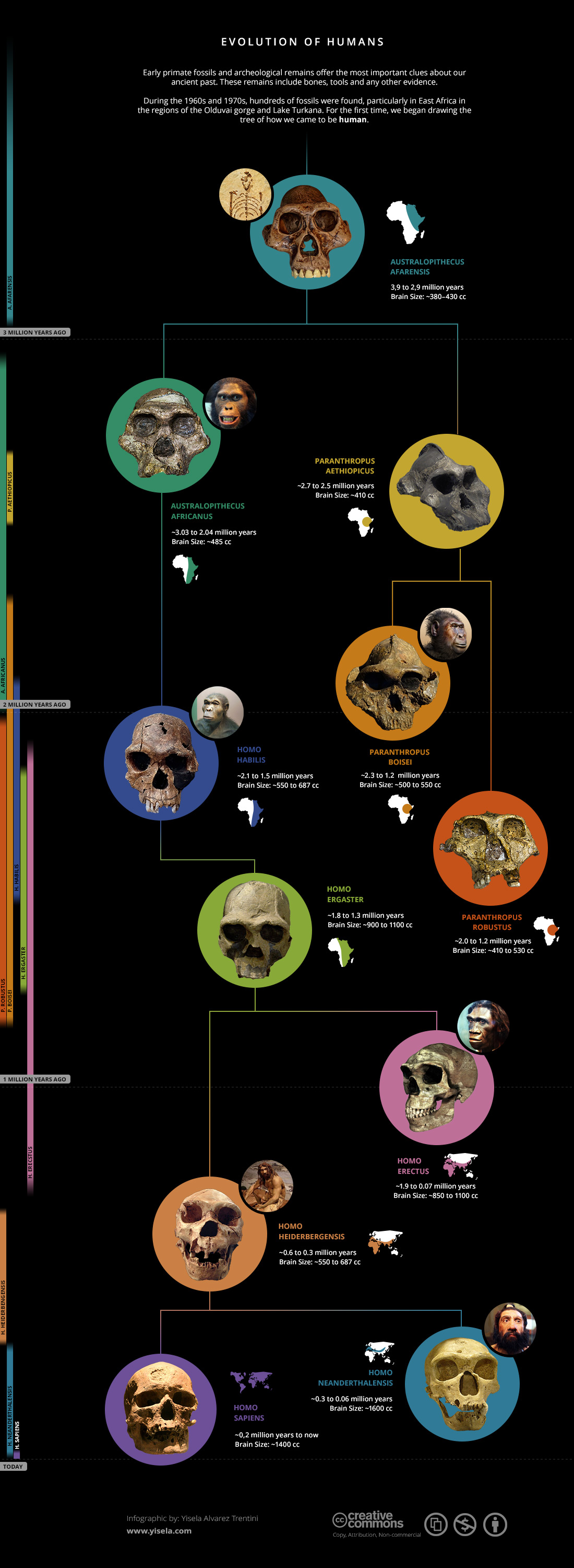 Human Evolution A Timeline Of Early Hominids Infographic