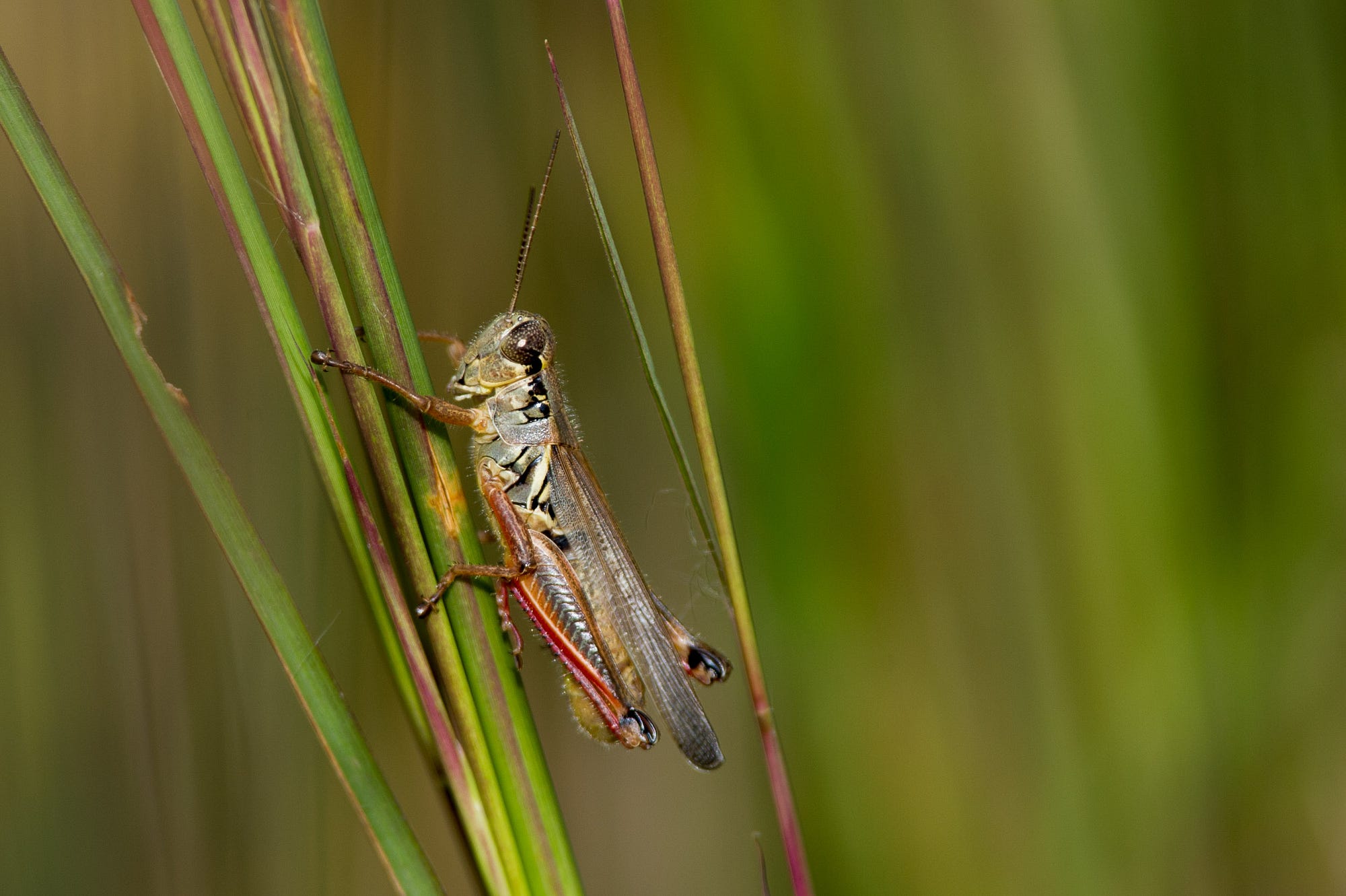 Tiny Critters – Vantage – Medium