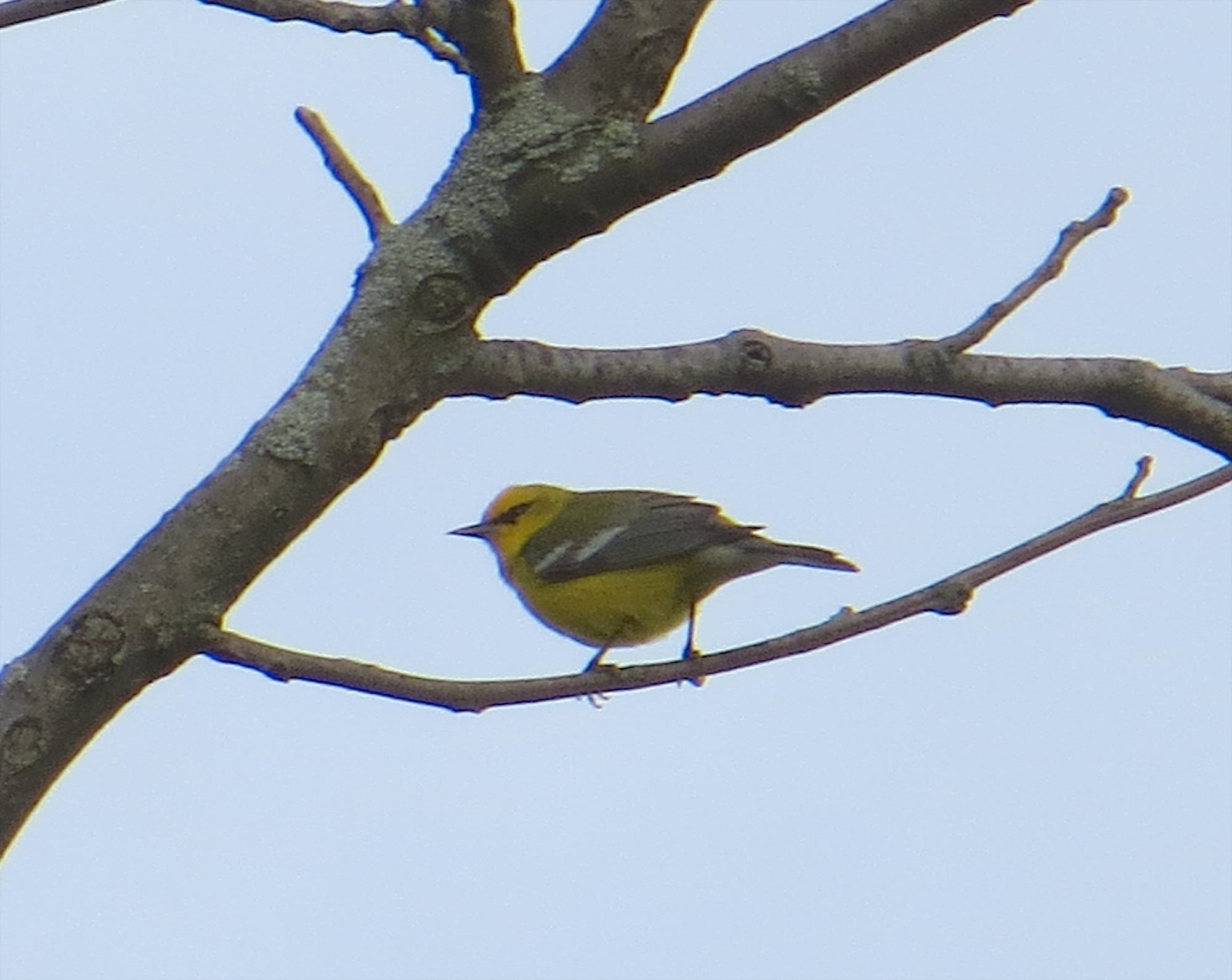 Natural Hamilton in Pictures: Birds – Natural Hamilton in Pictures – Medium