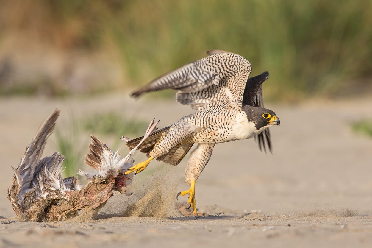 The Story Behind this Incredible Photo of a Crow Riding an Eagle