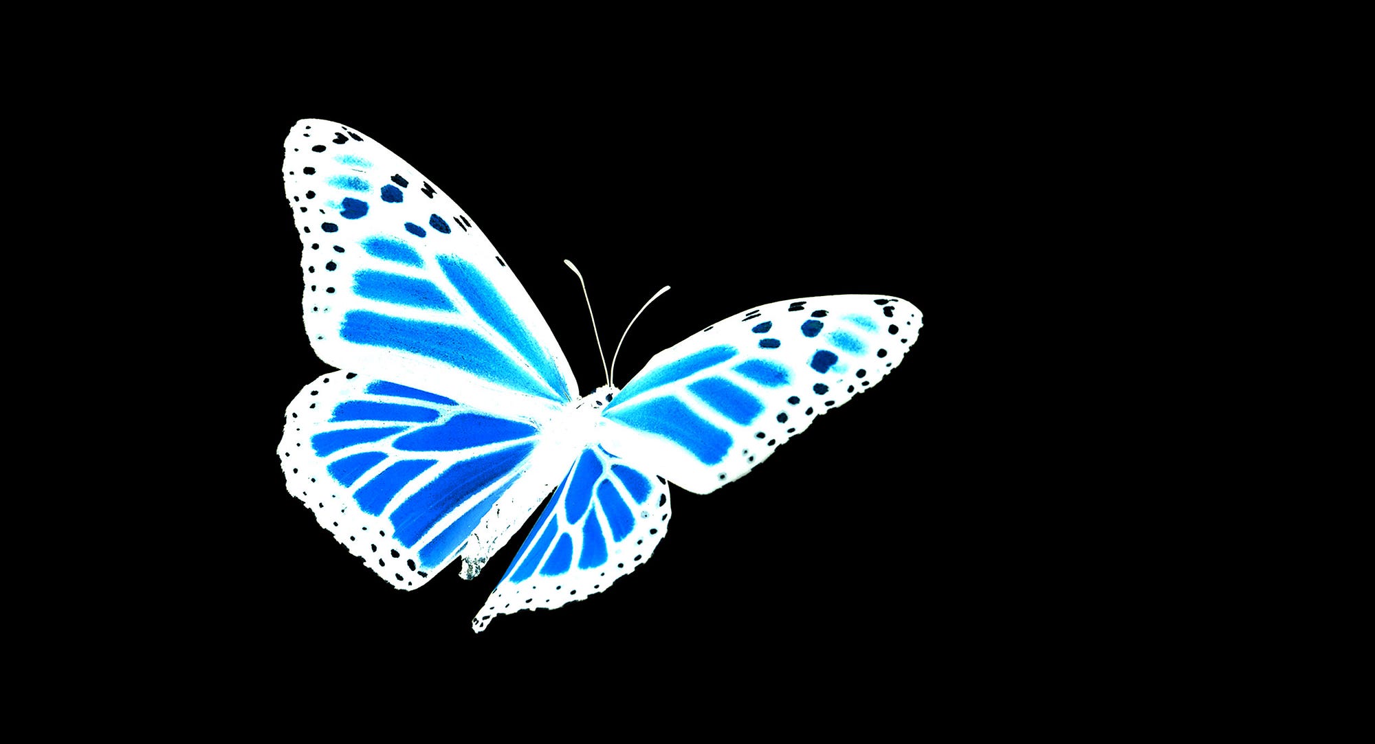 This costume designer built a prosthetic wing for her butterfly