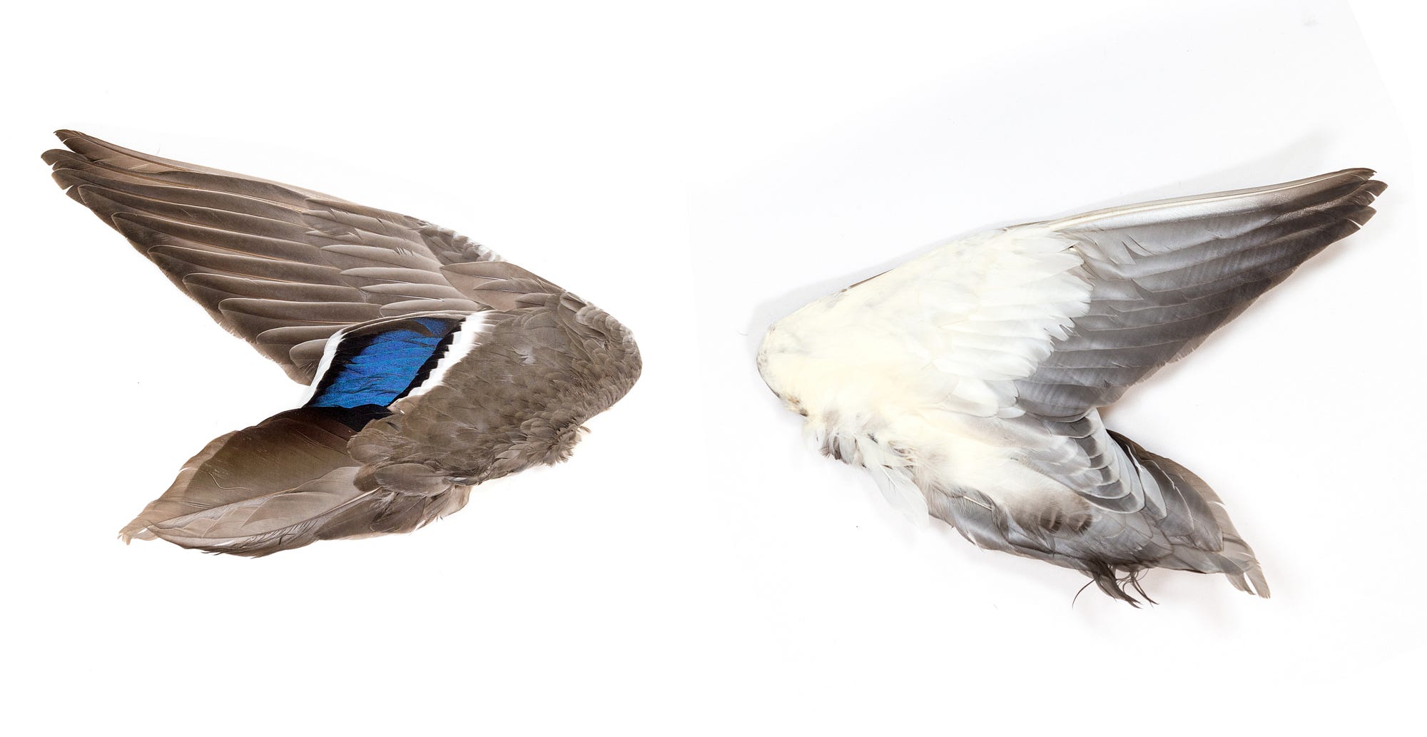 Winging it: Learn Ducks From Their Wings – Updates from the U.S. Fish ...