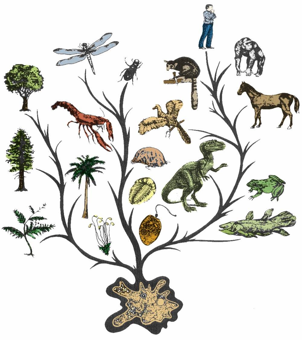 My take on Evolutionary Architecture – Developers Writing – Medium