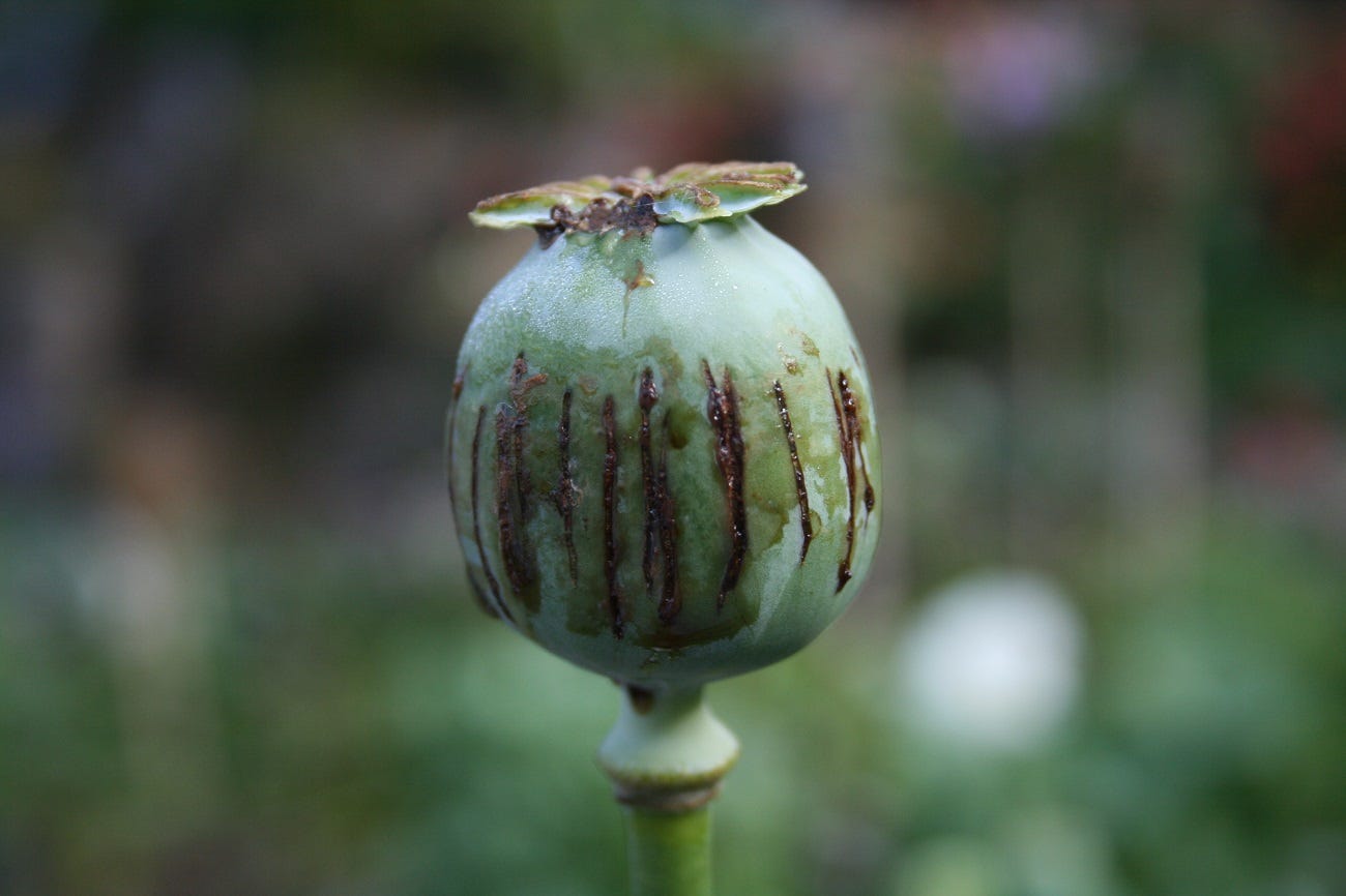 Farmers Switch From Coffee to Poppy in Mexico’s Heroin Hub