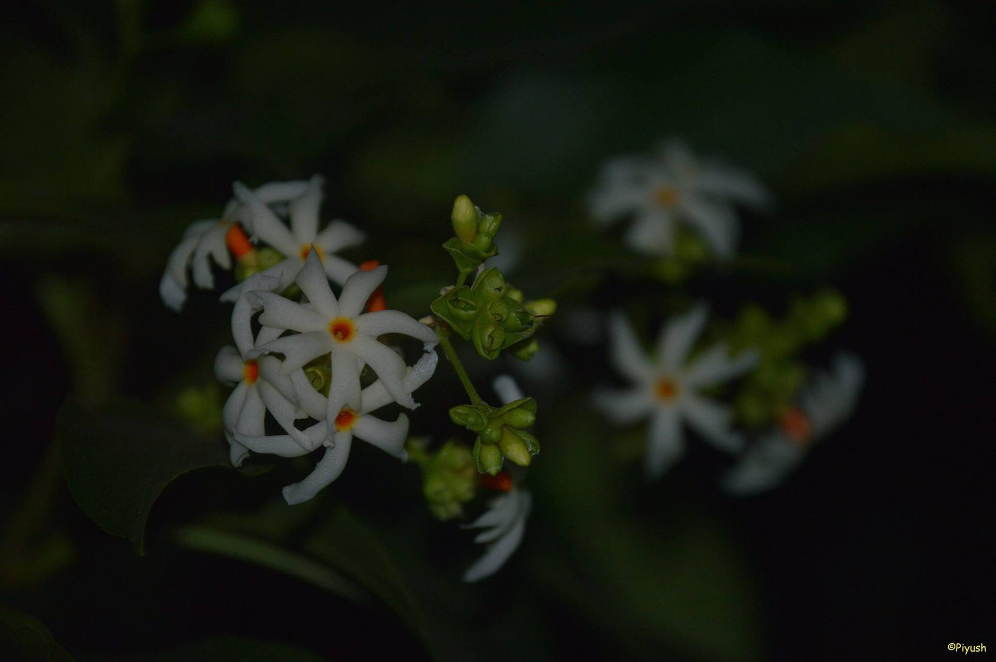 Why Ganga Siuli Called Tree of Sorrow and Queen of the Night