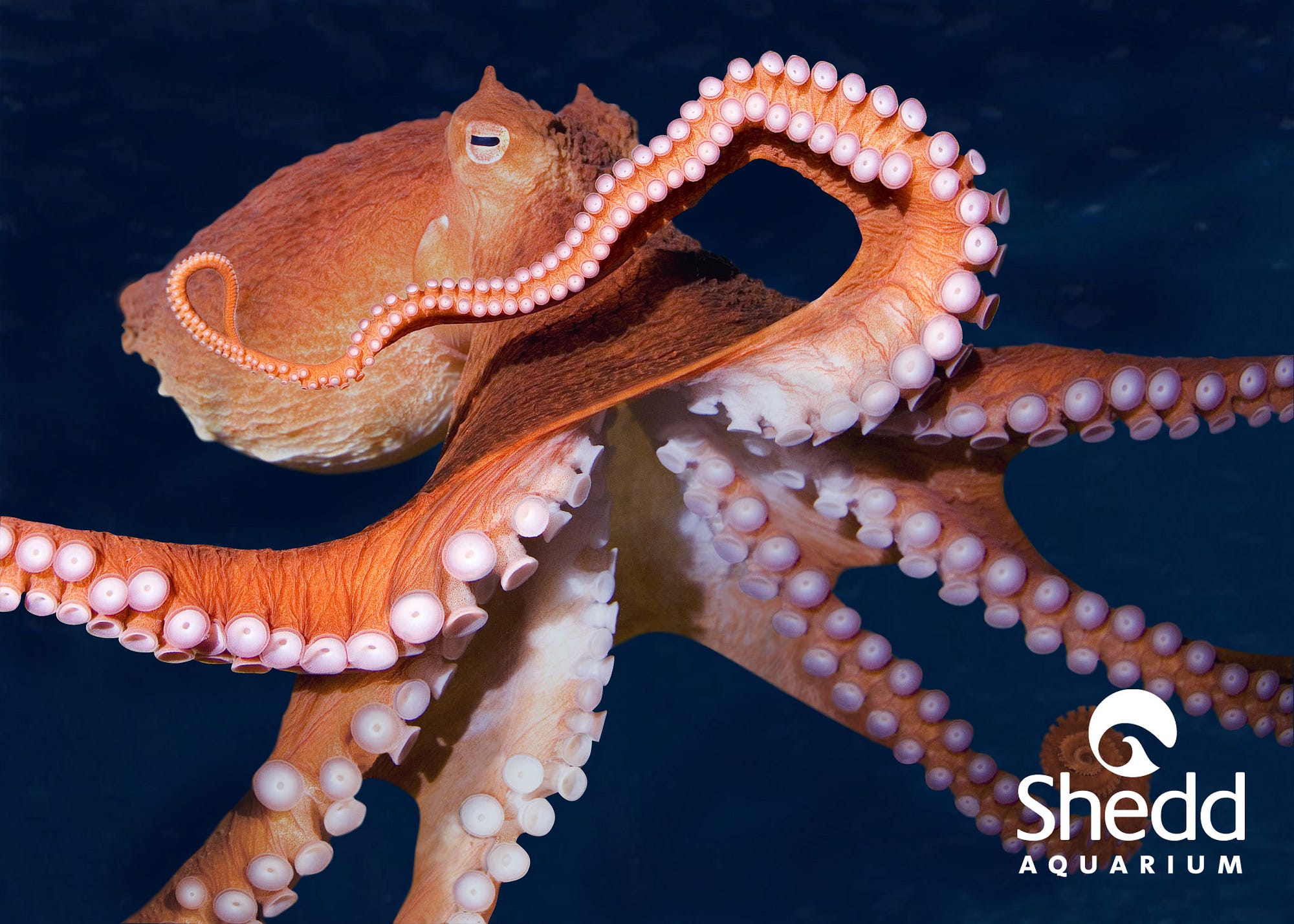 5 things you should read: cephalopods, forgotten civilisations, and ...