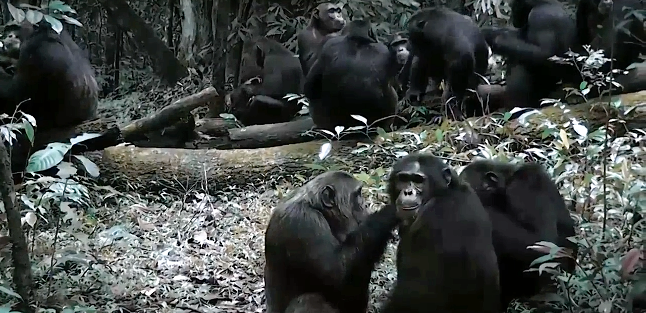 How to Become an Alpha Male (in a chimpanzee tribe)