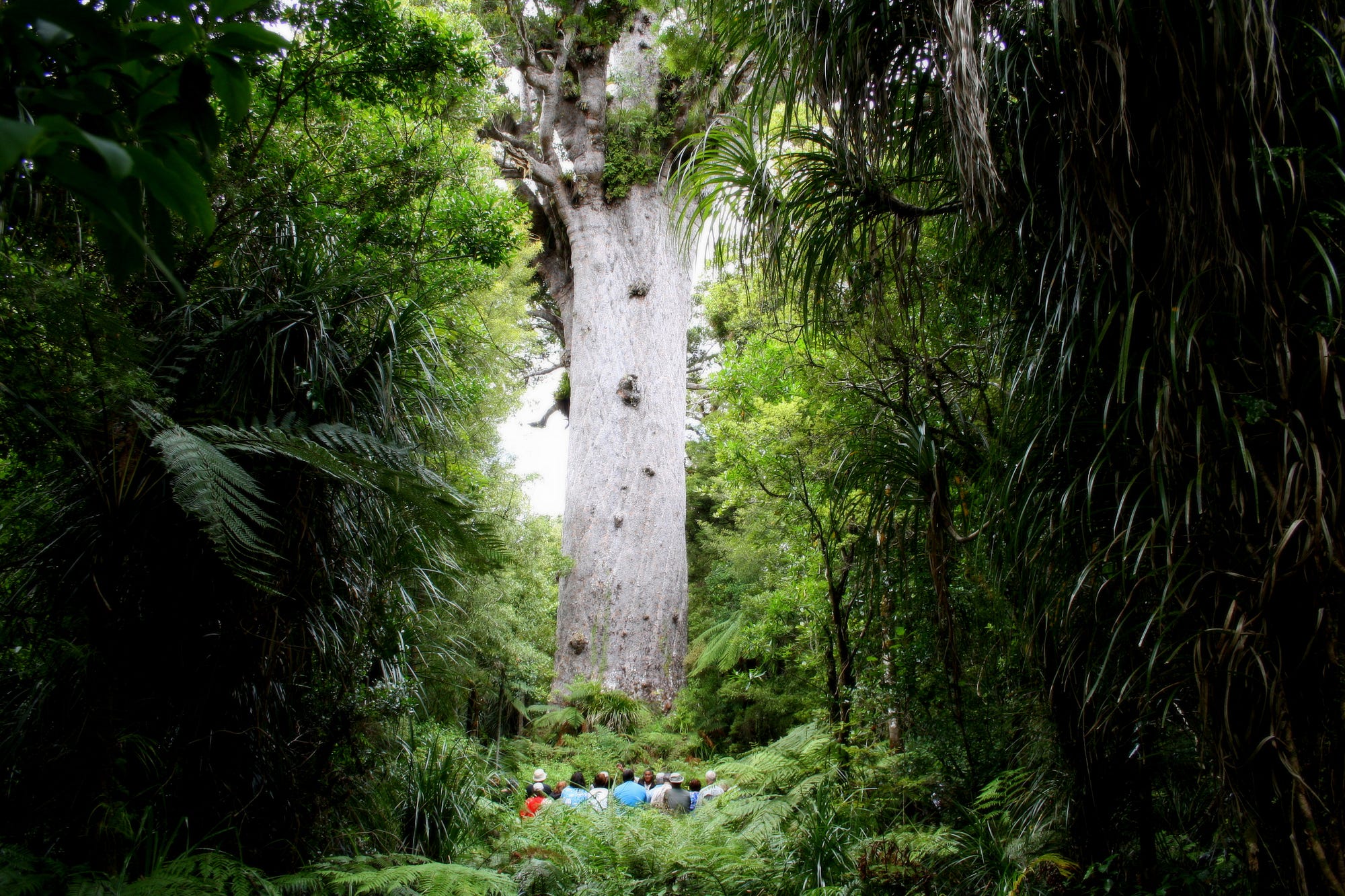 How to forest bathe the Maori way – forestbathingclub – Medium