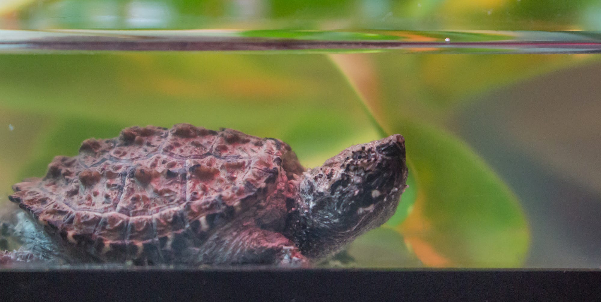 Baby snapping turtles found in swimming pool – A week inside the von ...