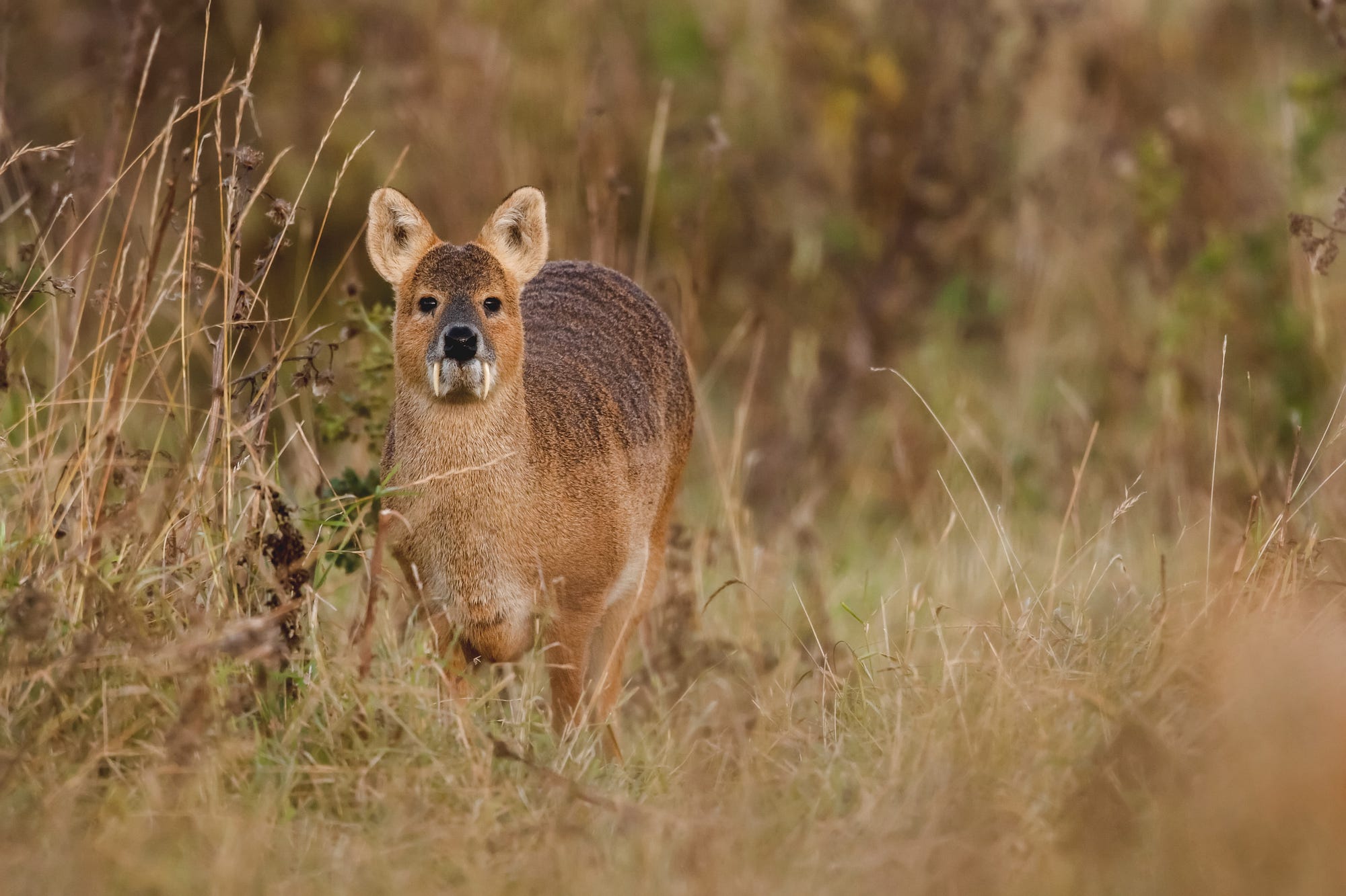 Chinese water deer – The Hole Story