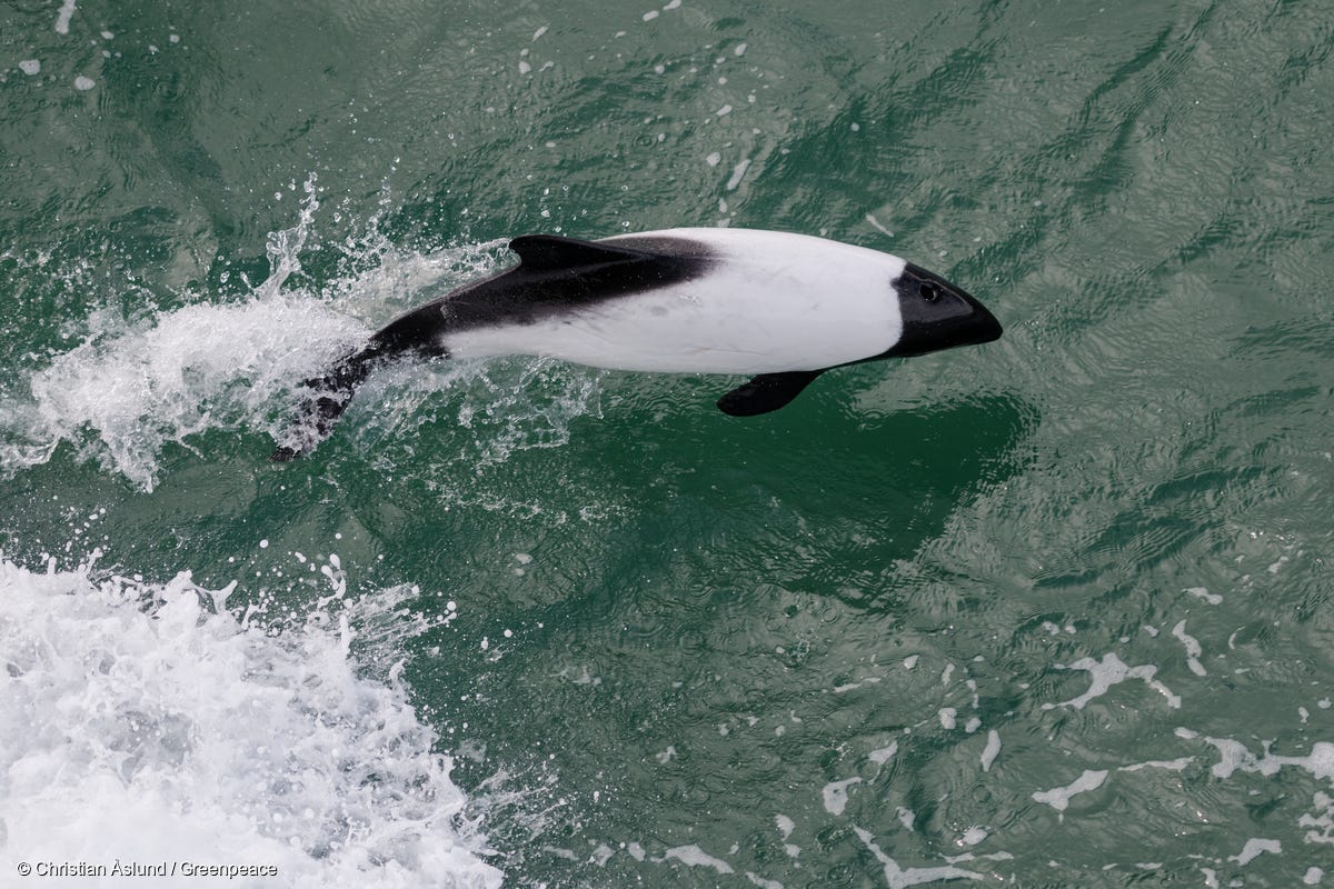 In Pictures: Protecting the Antarctic Ocean – Greenpeace UK – Medium
