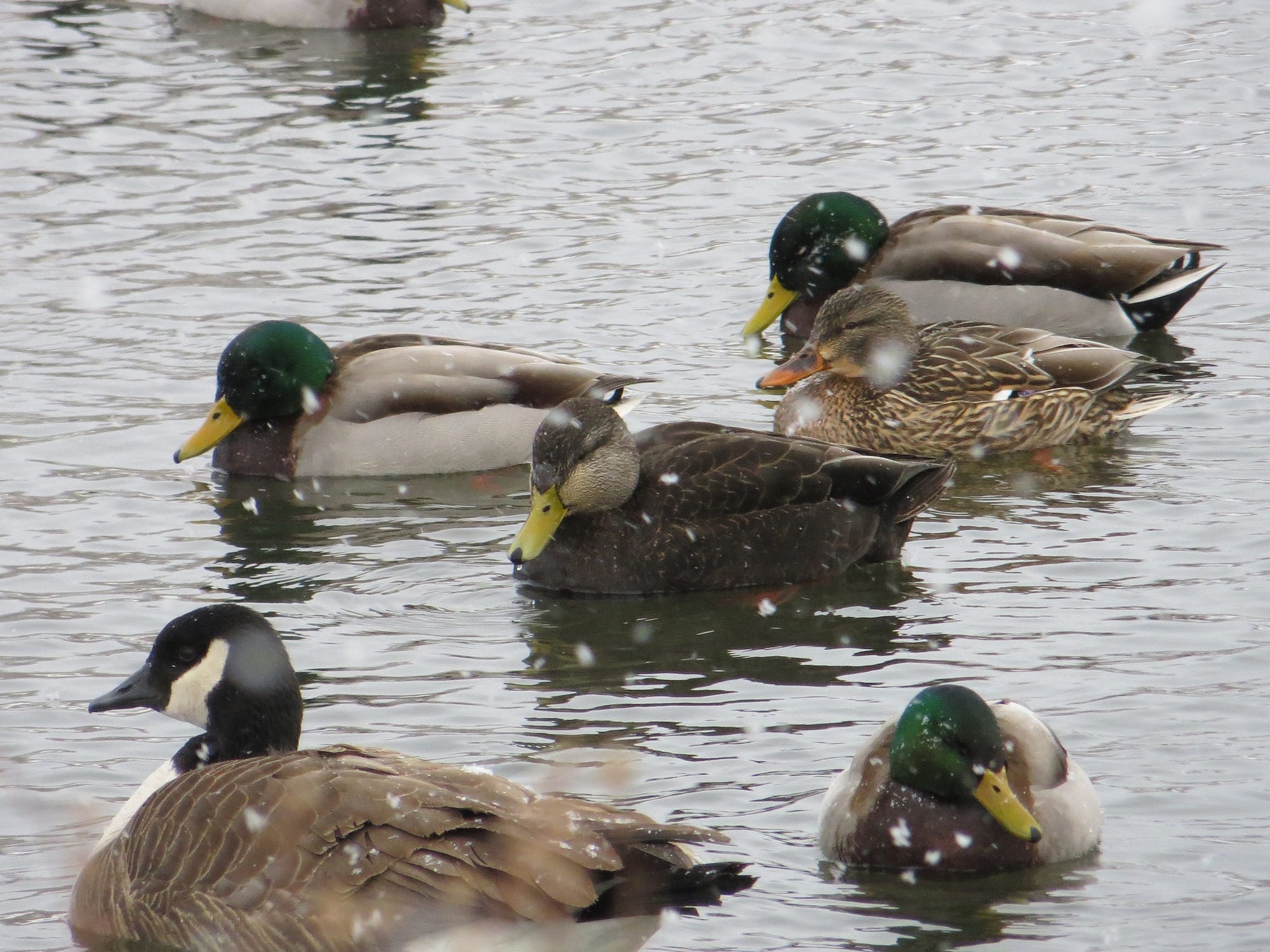 Natural Hamilton in Pictures: Birds – Natural Hamilton in Pictures – Medium