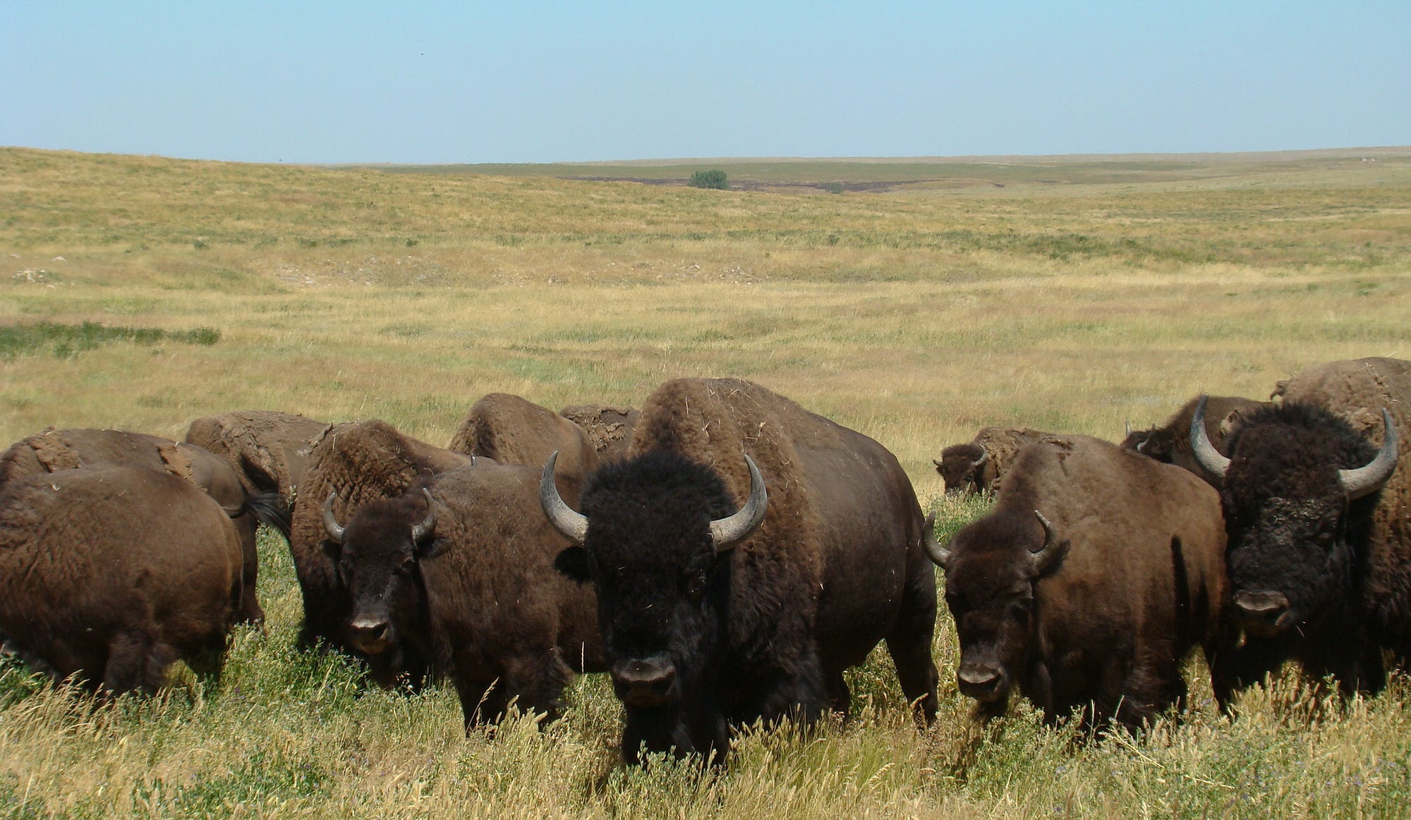 A tour of tribal buffalo programs in partnership with Defenders