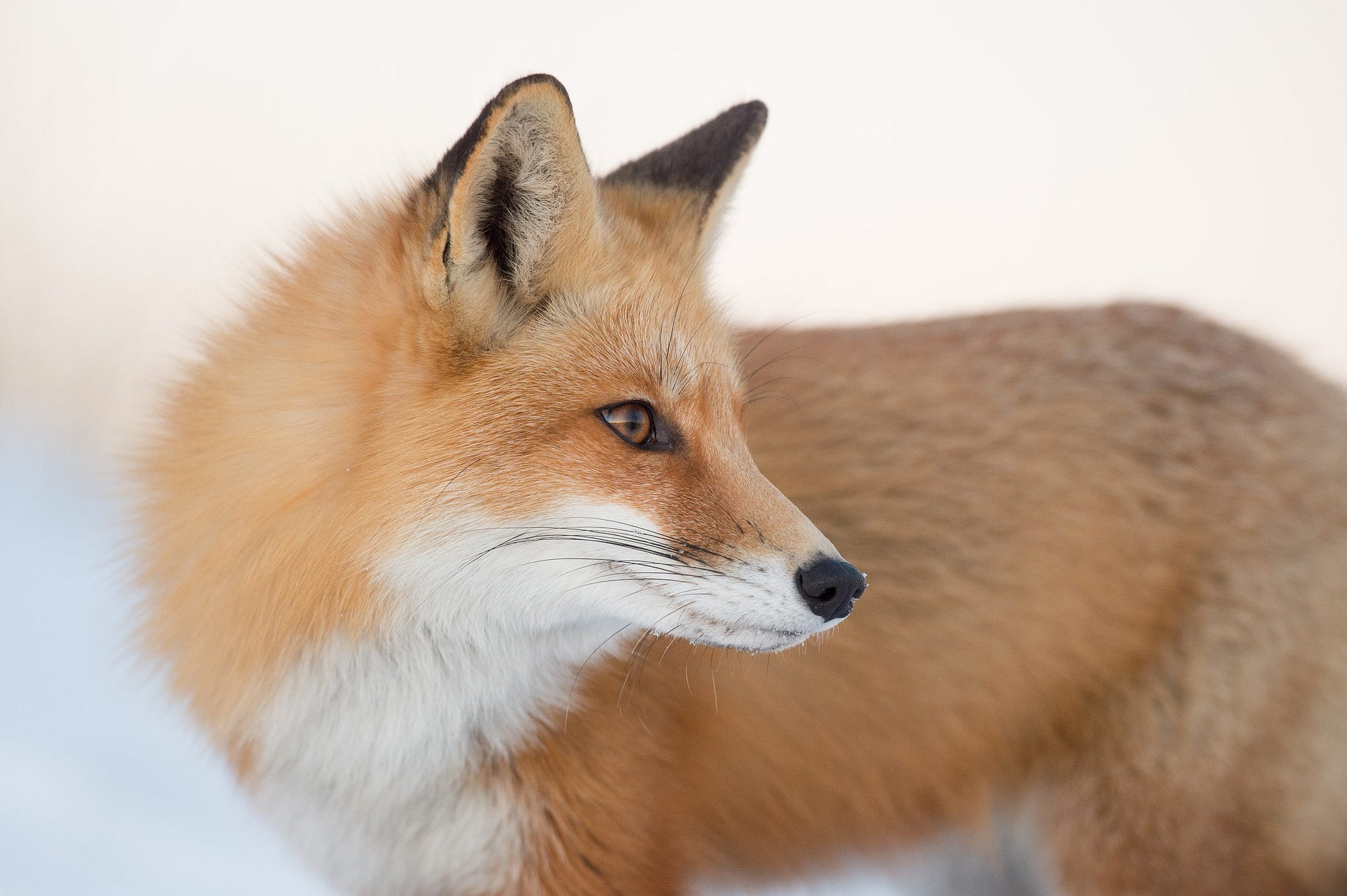 Fantastic Mr. Fox – Vantage – Medium