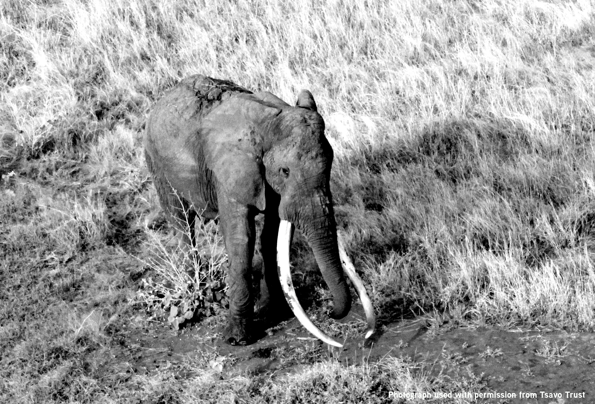 Memories of Satao: One Year Later – Elephants Count – Medium