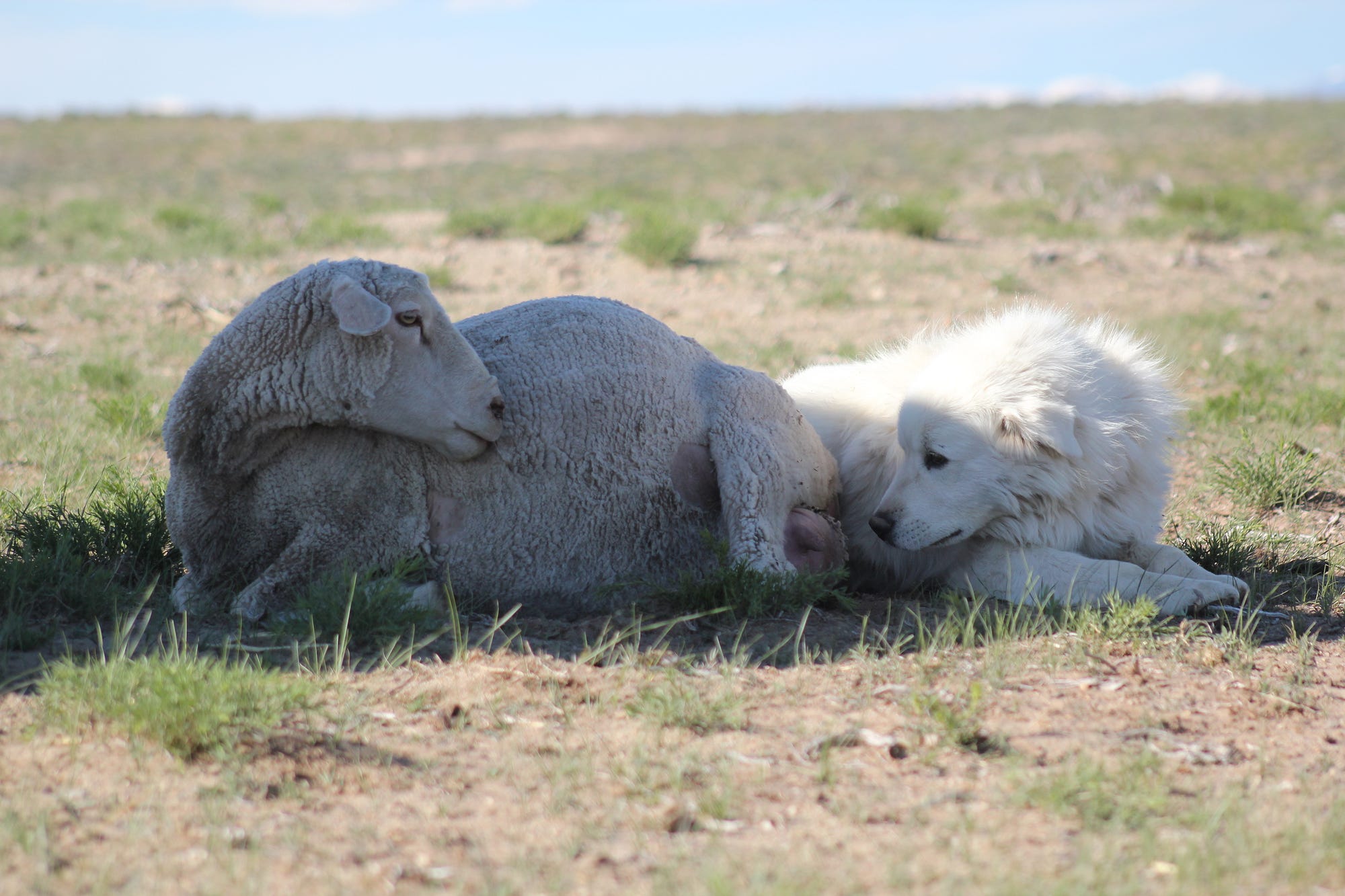 The Raising of a Livestock Guardian – Cat Urbigkit – Medium