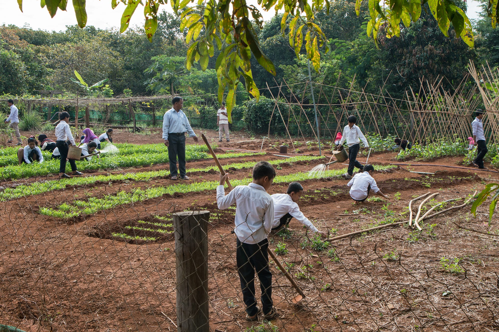School plants seed of learning success with new vegetable garden