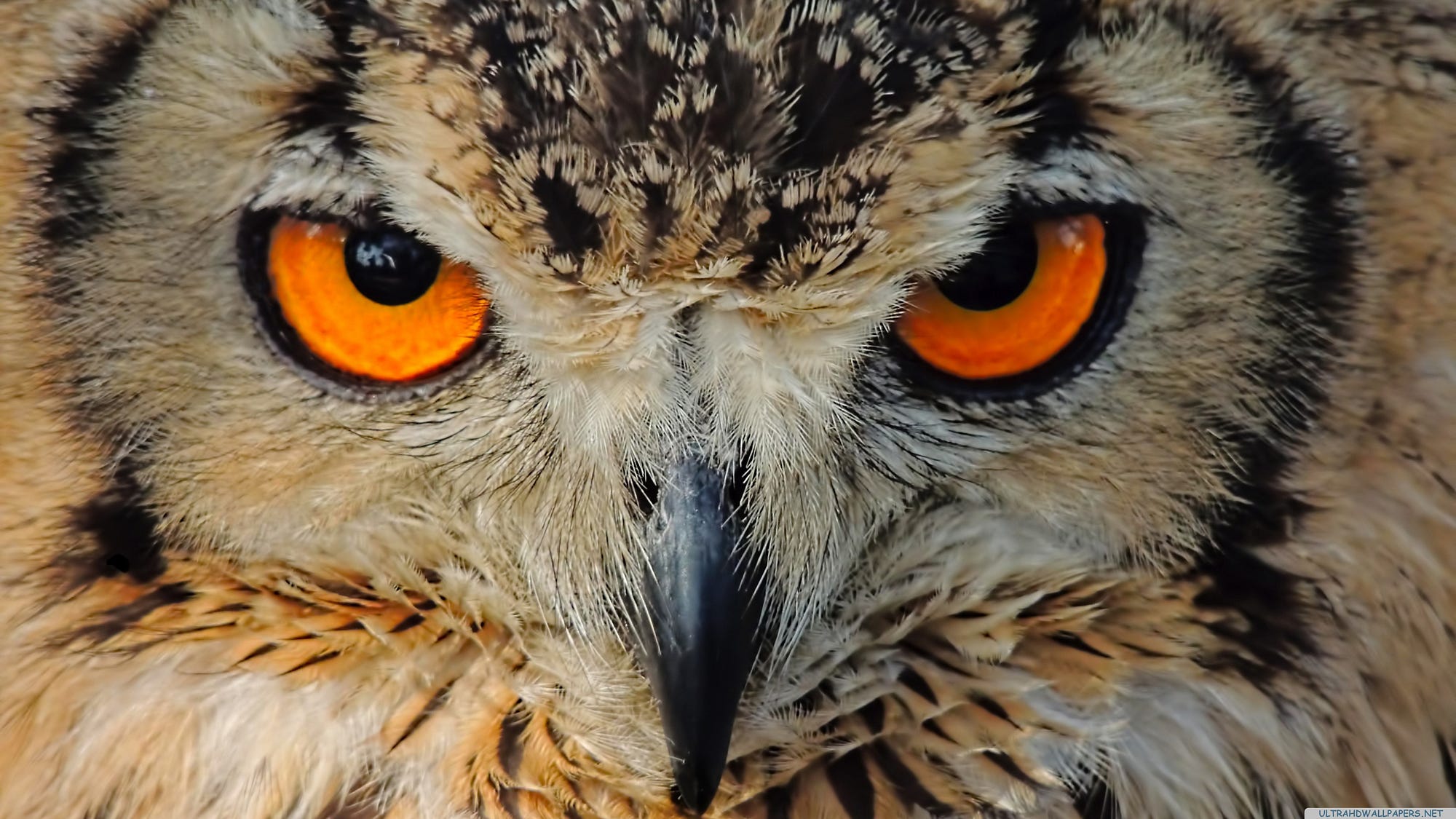 Bird s Eye View Seeing The Right Things The Thursday Thought Medium Bird s Eye View Seeing The Right Things The Thursday Thought Medium