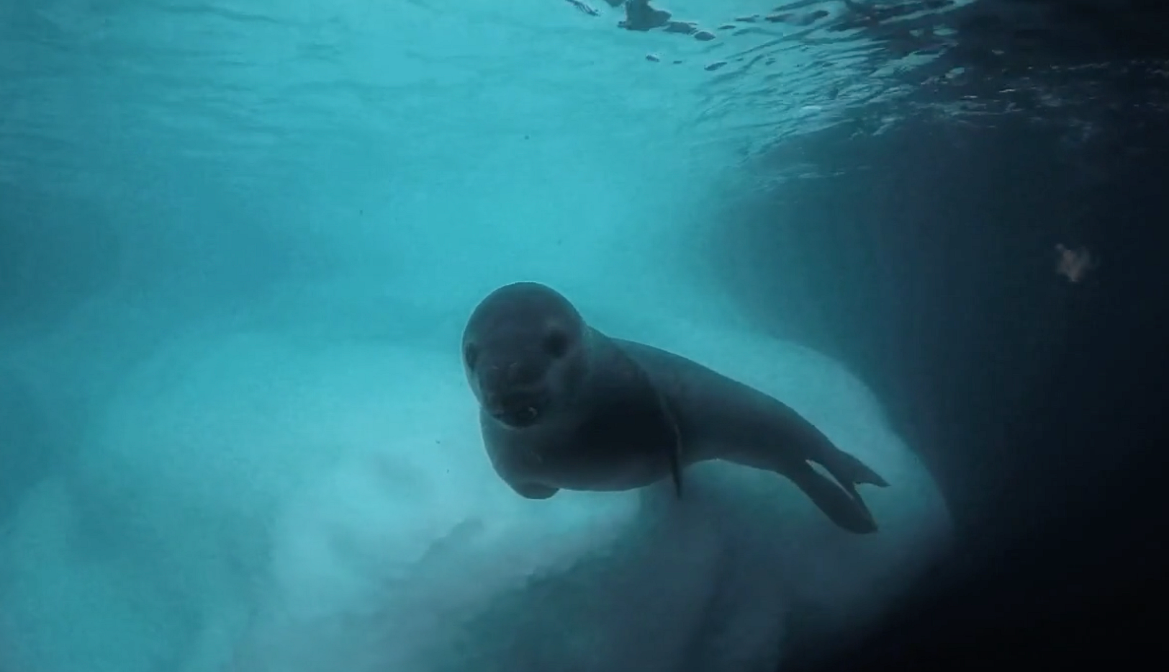 Videos: Watch Leopard Seals in Action – WildArk Journal – Medium