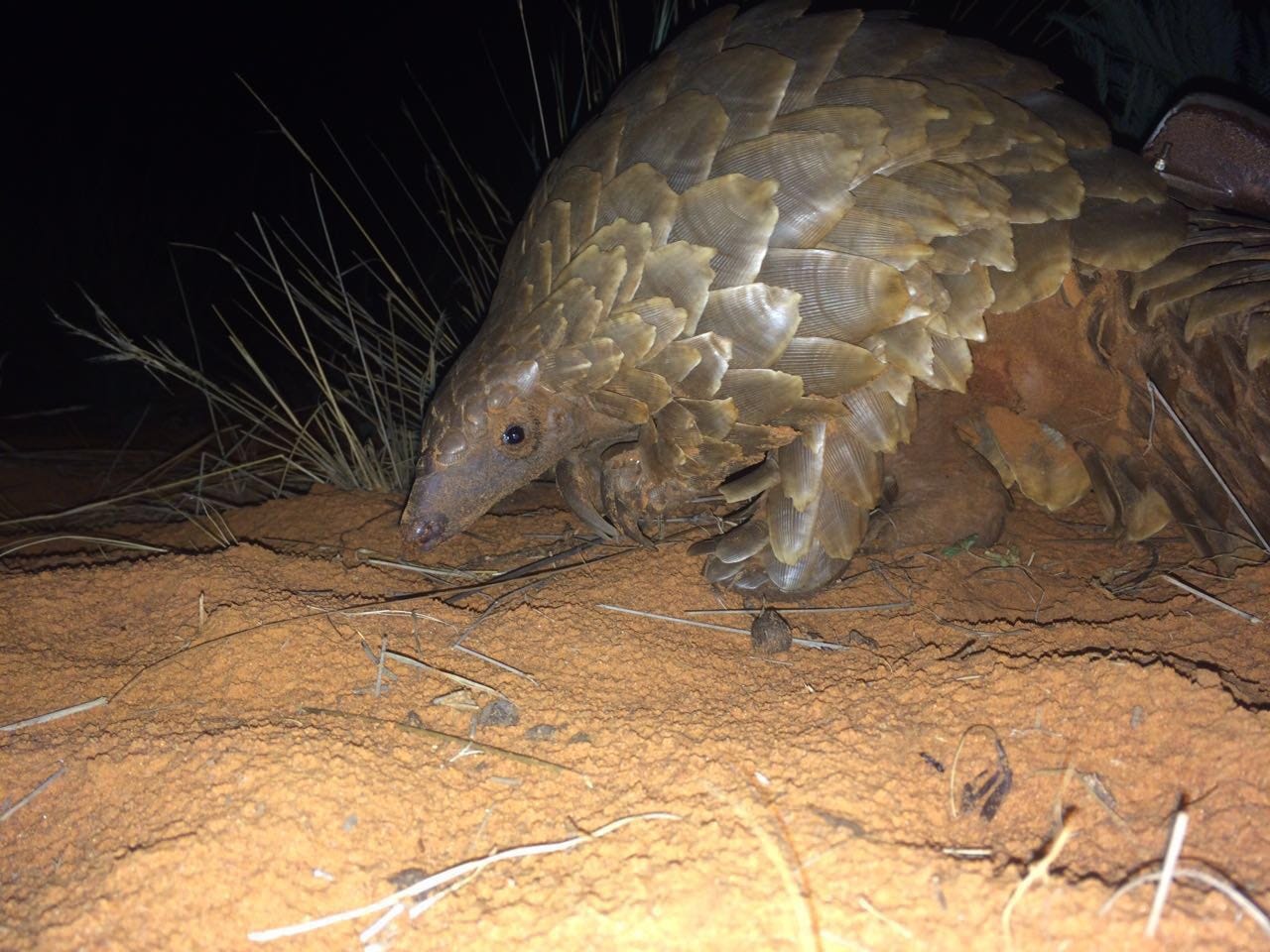 Fascinating Facts: Pangolins – WildArk Journal – Medium