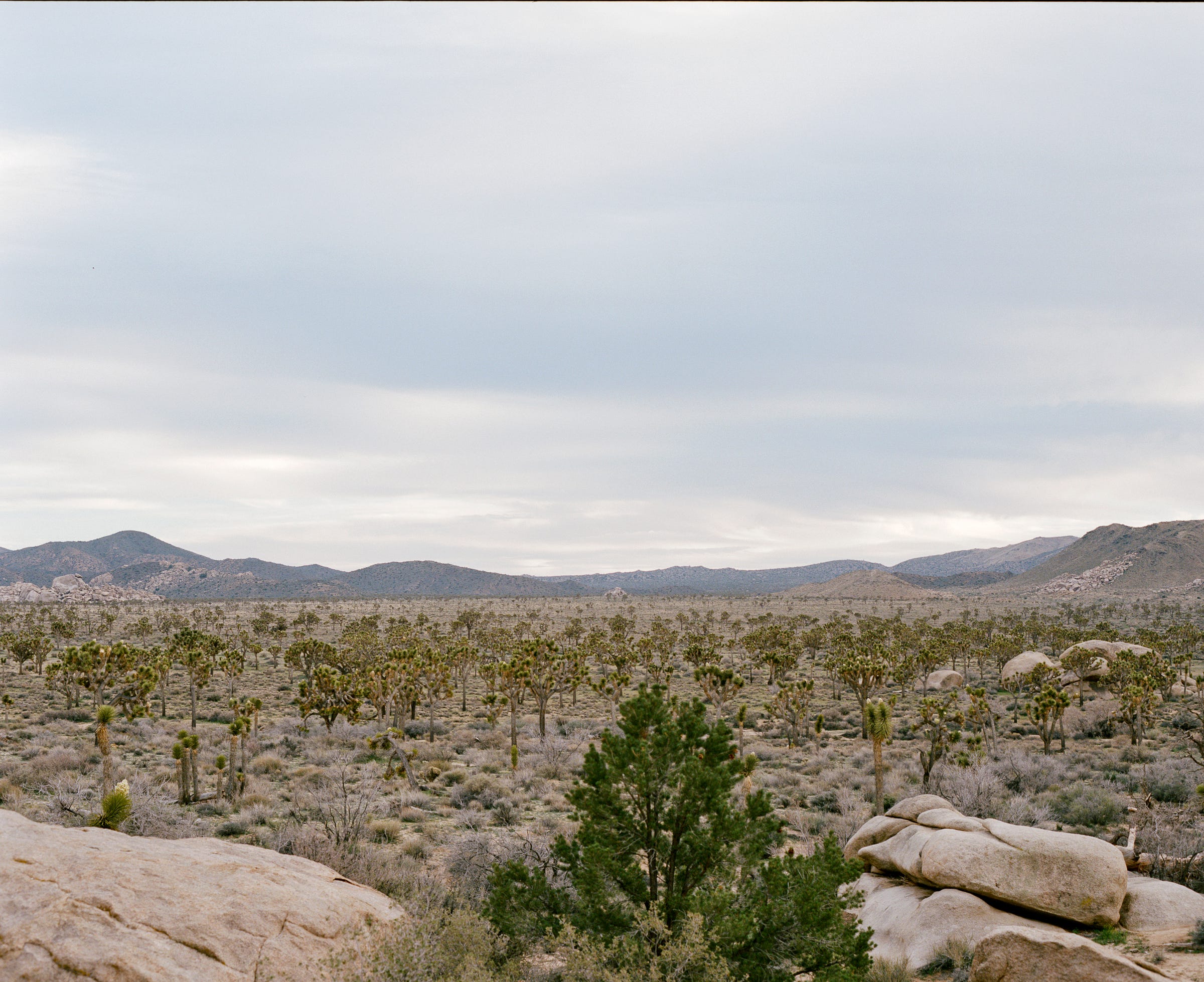 The Strange Beauty of Joshua Tree, California – The Bold Italic