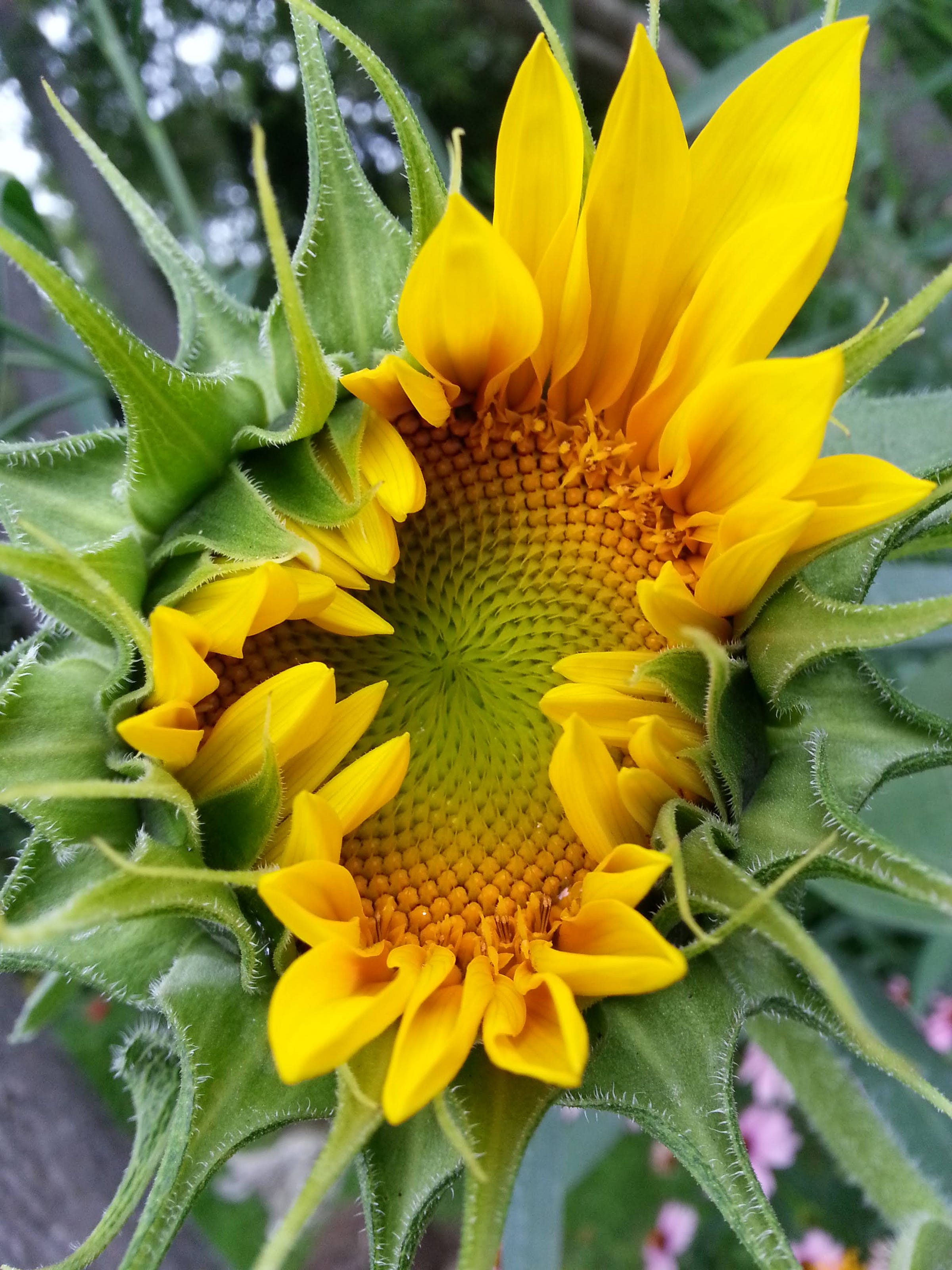 Eight Tips for Better Phone Photos of Flowers - Lauri Novak