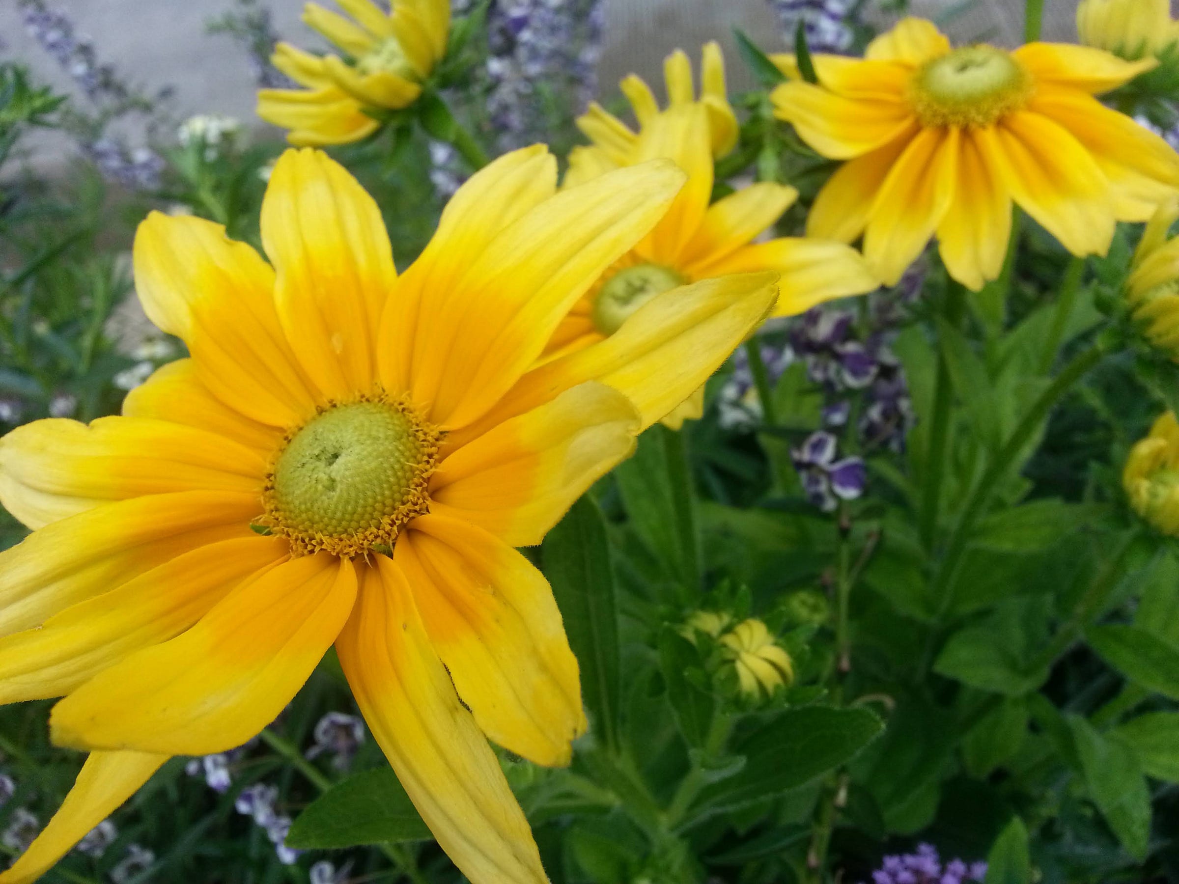 Eight Tips for Better Phone Photos of Flowers - Lauri Novak