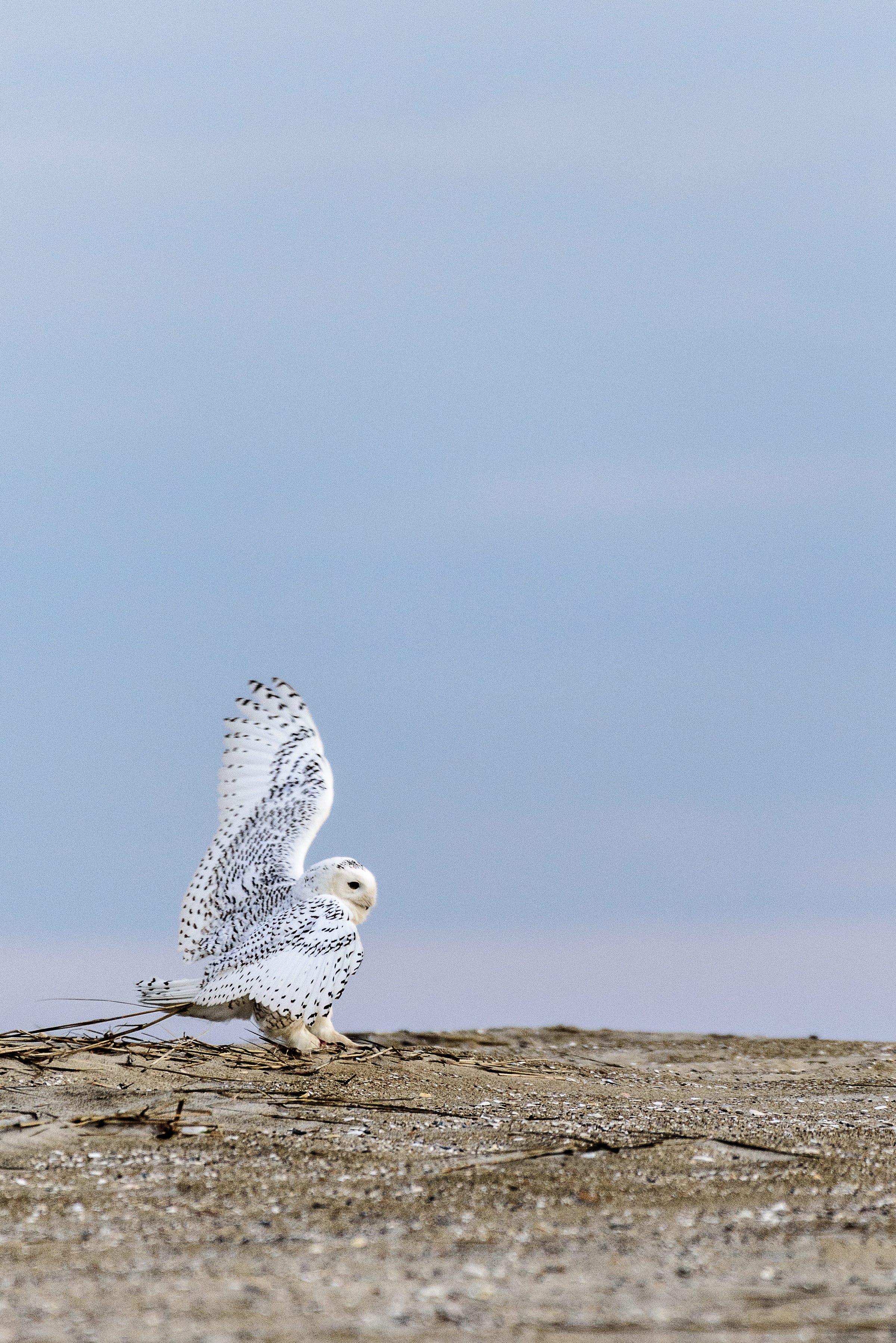 Photographing the Hauntingly Beautiful Snowy Owl – Updates from the U.S ...