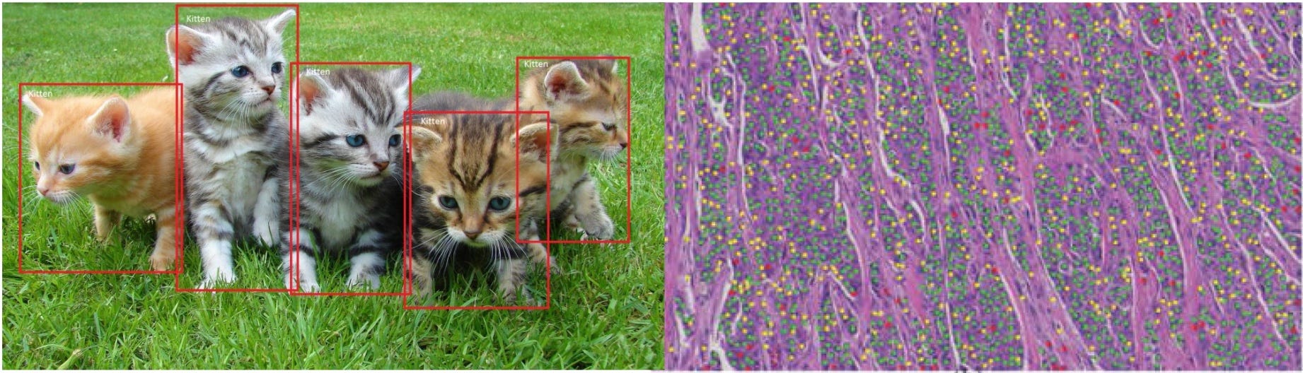 How Different Are Cats and Cells Anyway? Closing the Gap for Deep ...