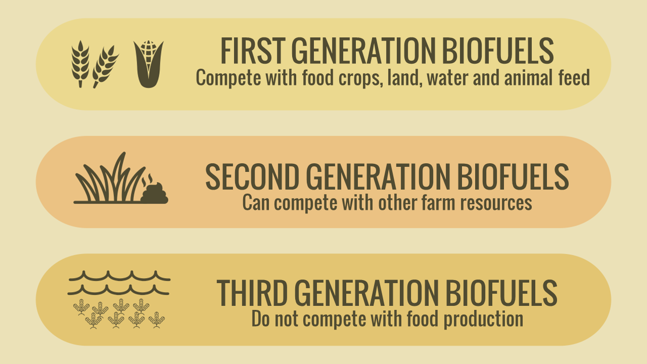 Food vs Energy: Biofuels and food security – The Committee on World ...