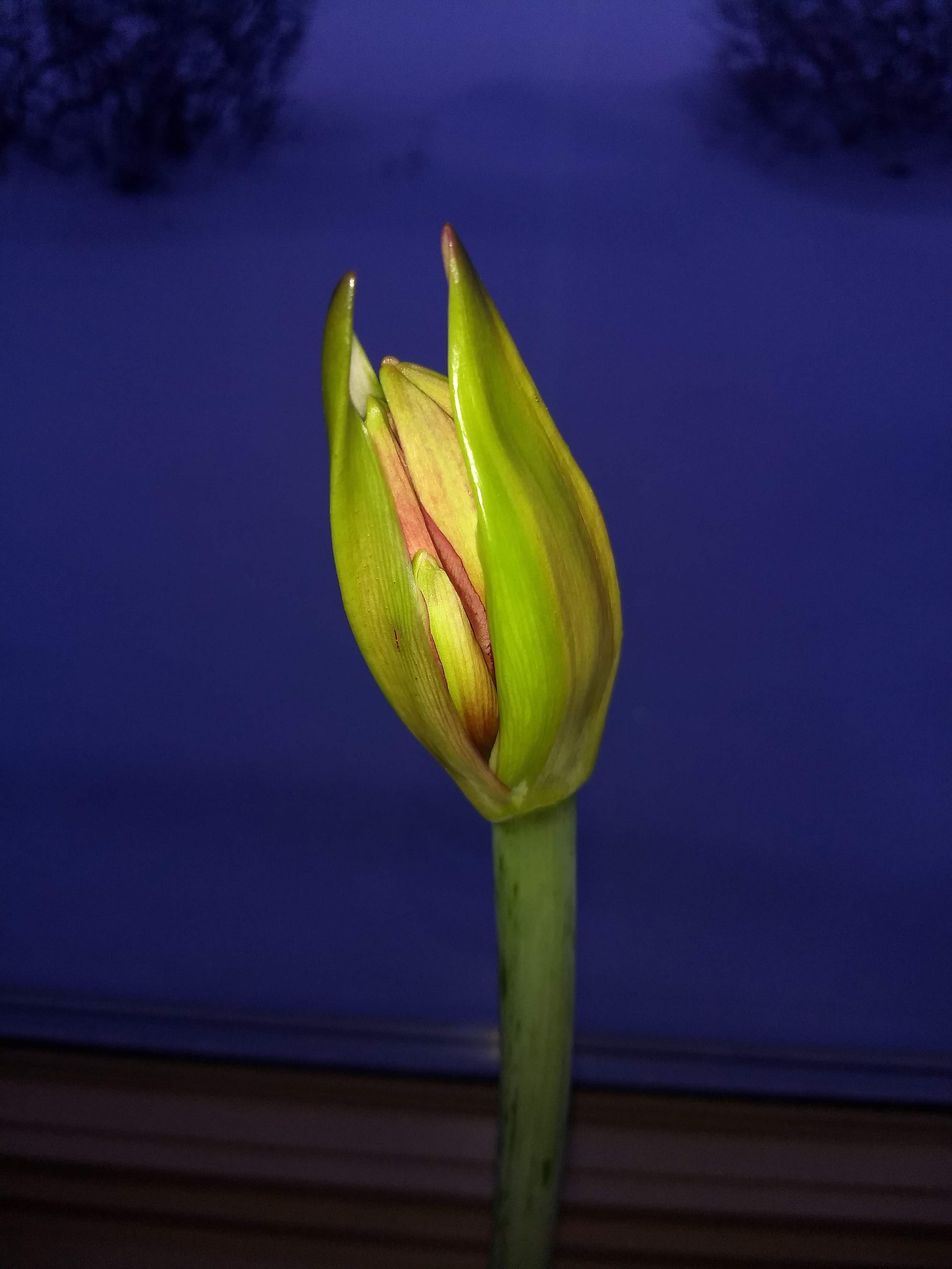 Eight Tips for Better Phone Photos of Flowers - Lauri Novak