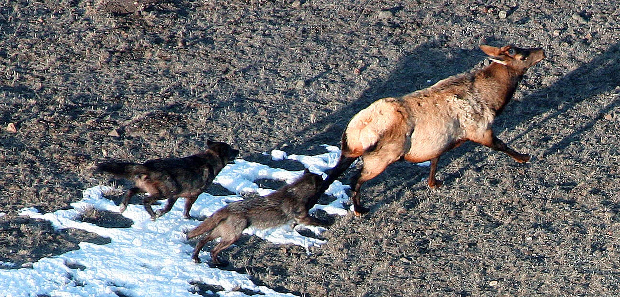 Researchers Study How Wolf Predation Shapes Elk Antler Evolution