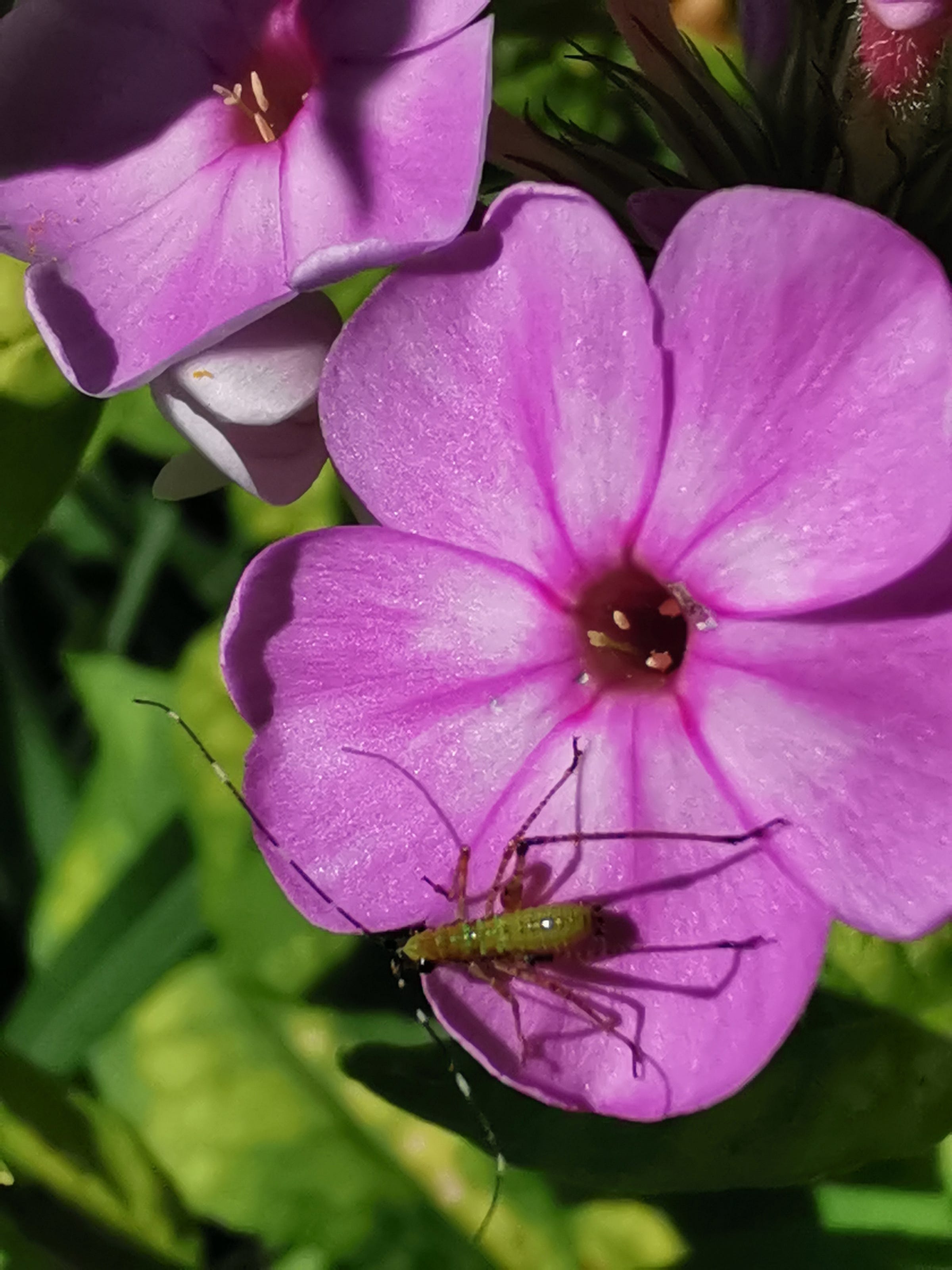 Eight Tips for Better Phone Photos of Flowers - Lauri Novak