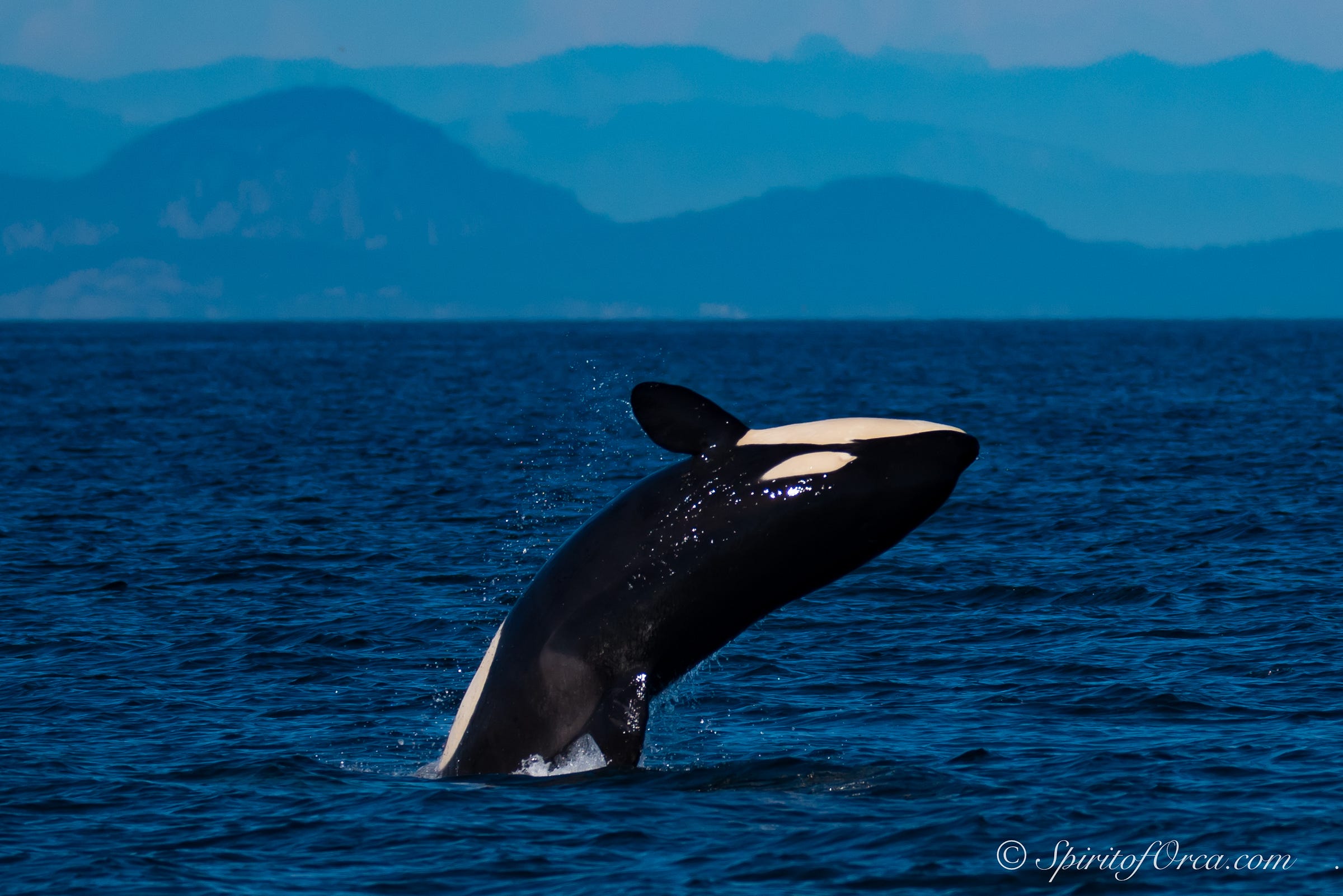 Inslee signs executive order to protect orcas, Chinook salmon