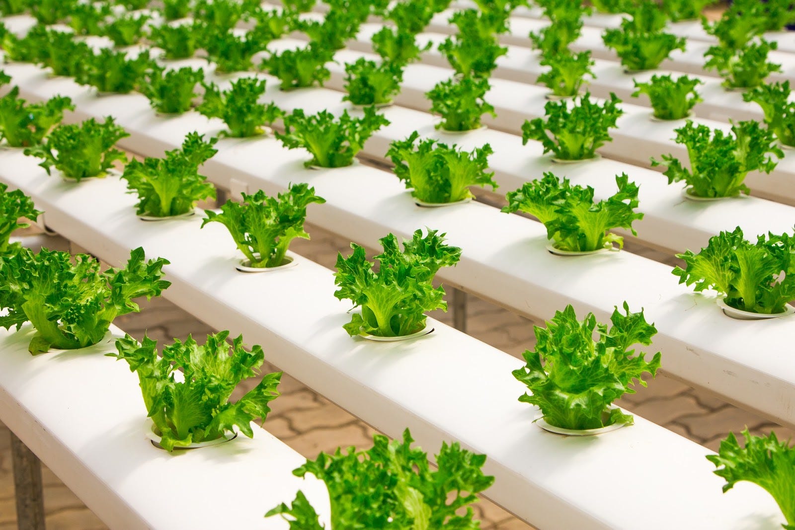 Hydroponic gardening: The future of cannabis cultivation startups
