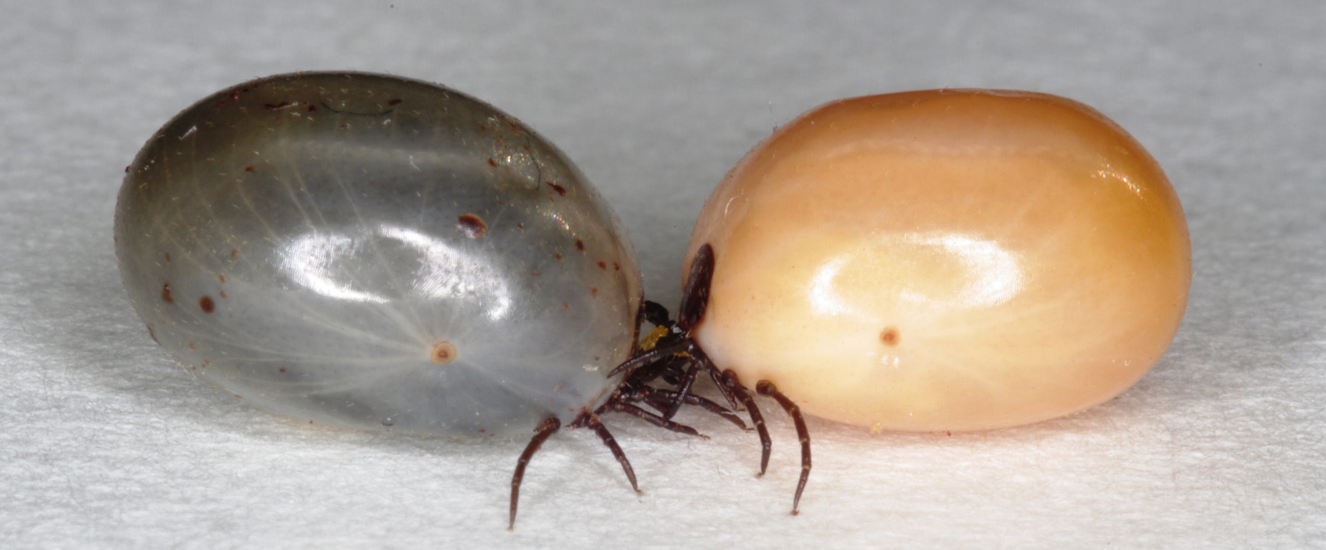 Ironing out how ticks use haemoglobin – Life on Earth – Medium