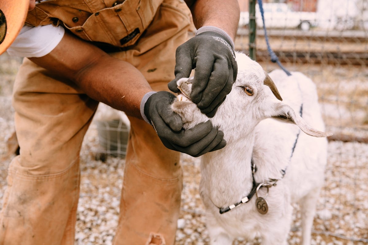 An Inside Look At Urban Goat Herding – The Establishment – Medium