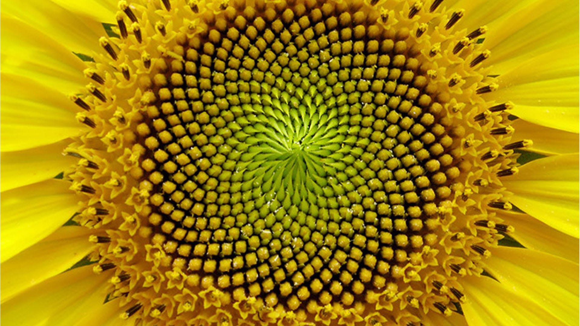 Golden Ratio and Sacred Geometry in Nature – Darwin Digital Strategy Agency – Medium