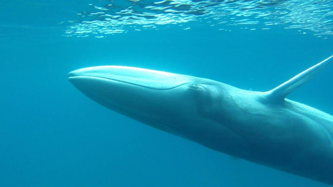 New whale species discovered in Sri Lankan waters – TED Fellows