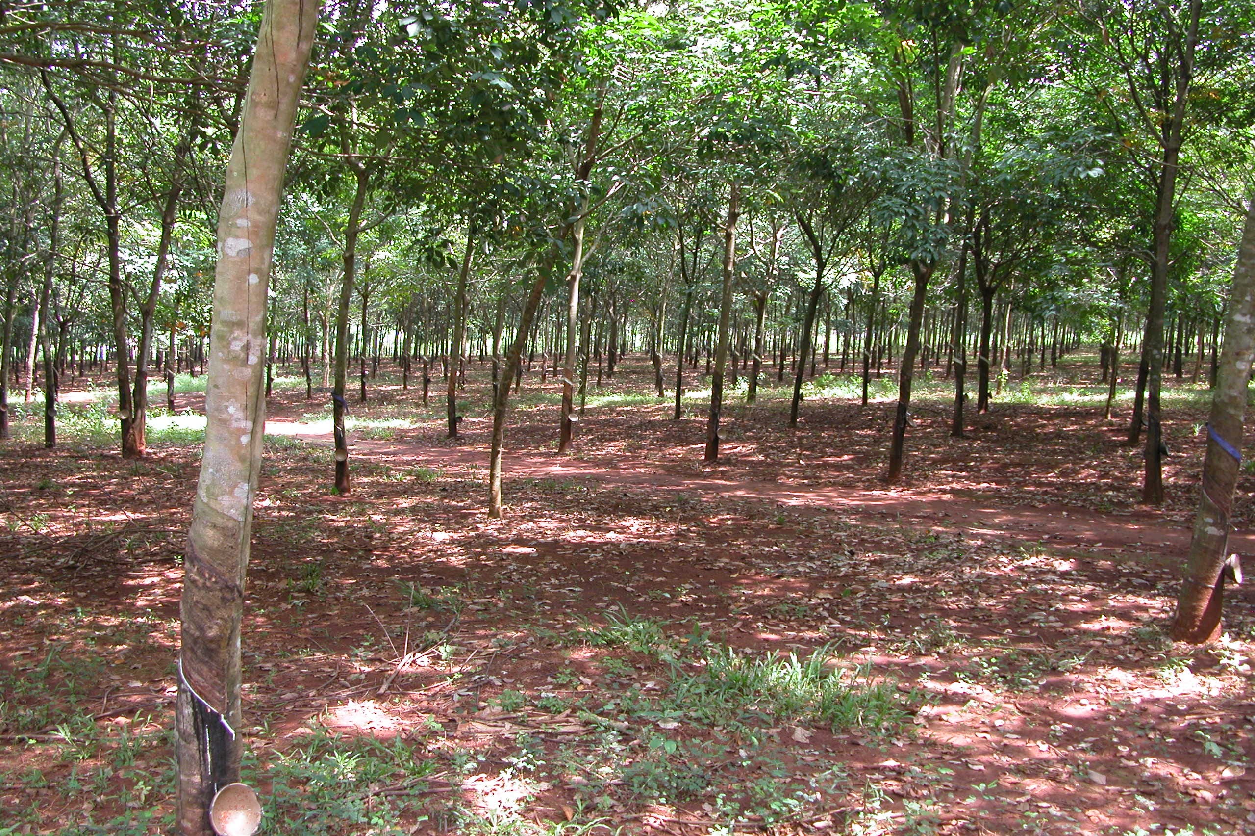 Remembering Long Tan, Australia’s Costliest Vietnam Battle