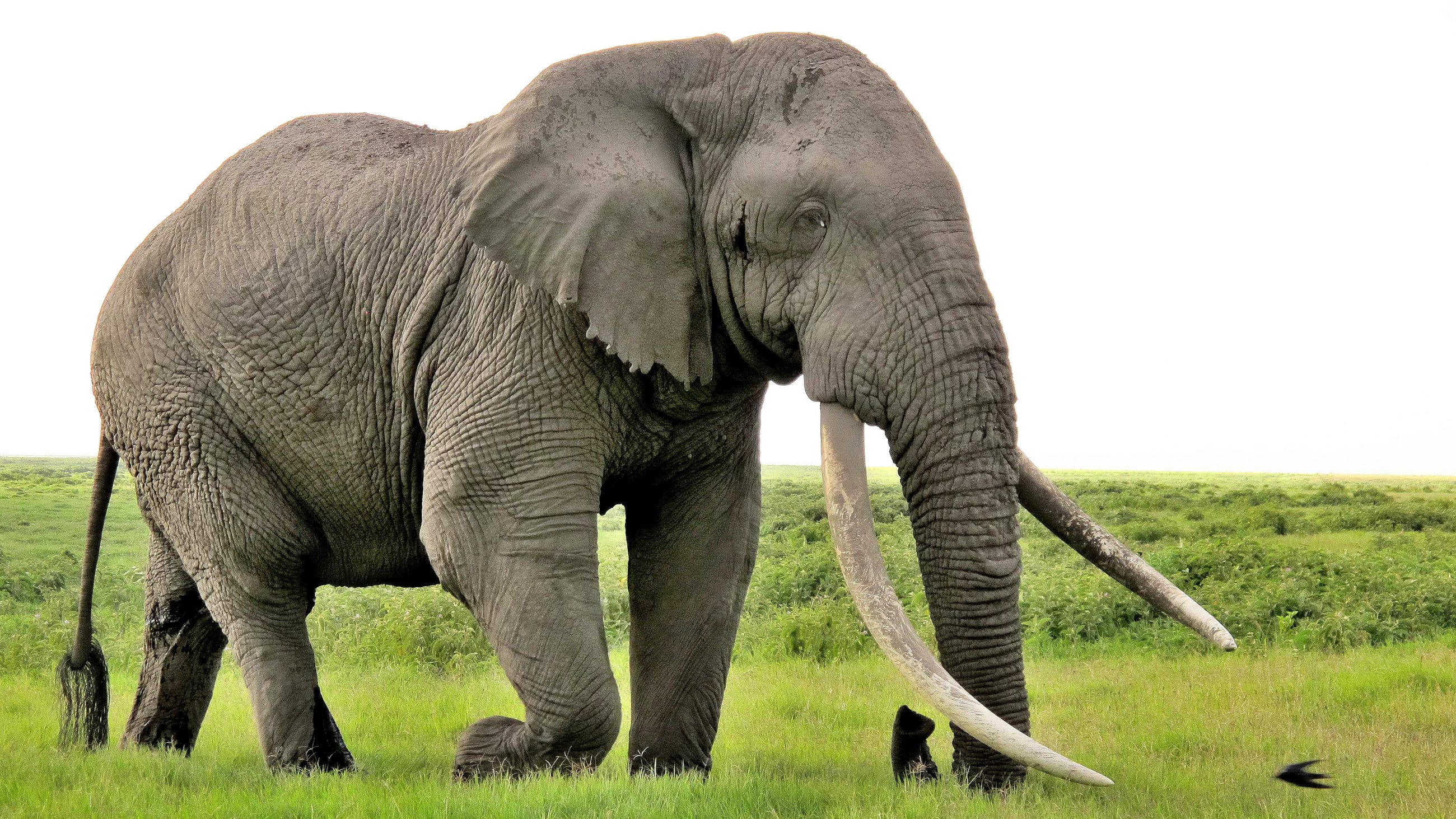 What Does It Mean That Another Giant Elephant Has Fallen What Does It Mean That Another Giant Elephant Has Fallen