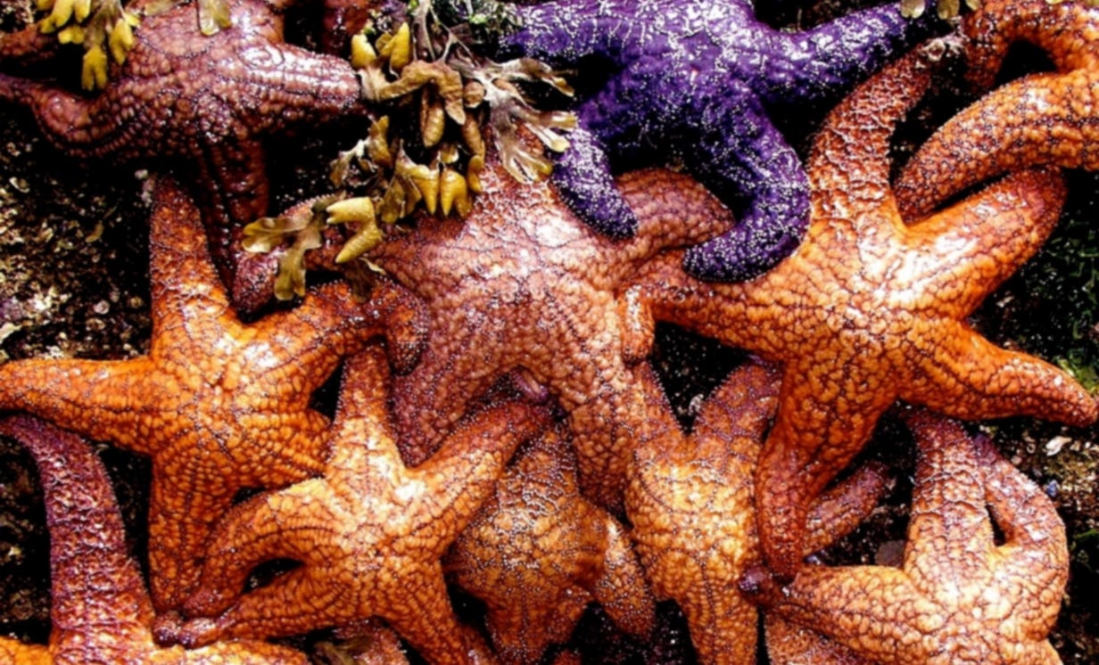 Densovirus named top suspect in devastating sea star wasting disease