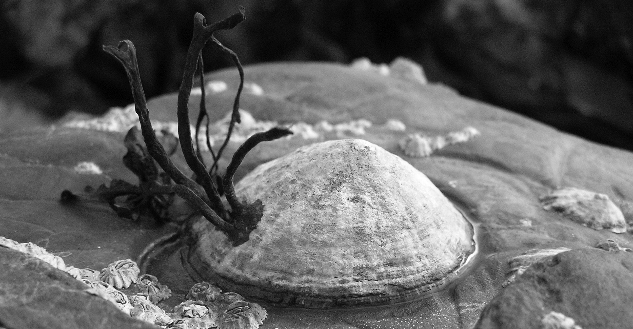 The Power Of Limpets. – Do Contribute – Medium