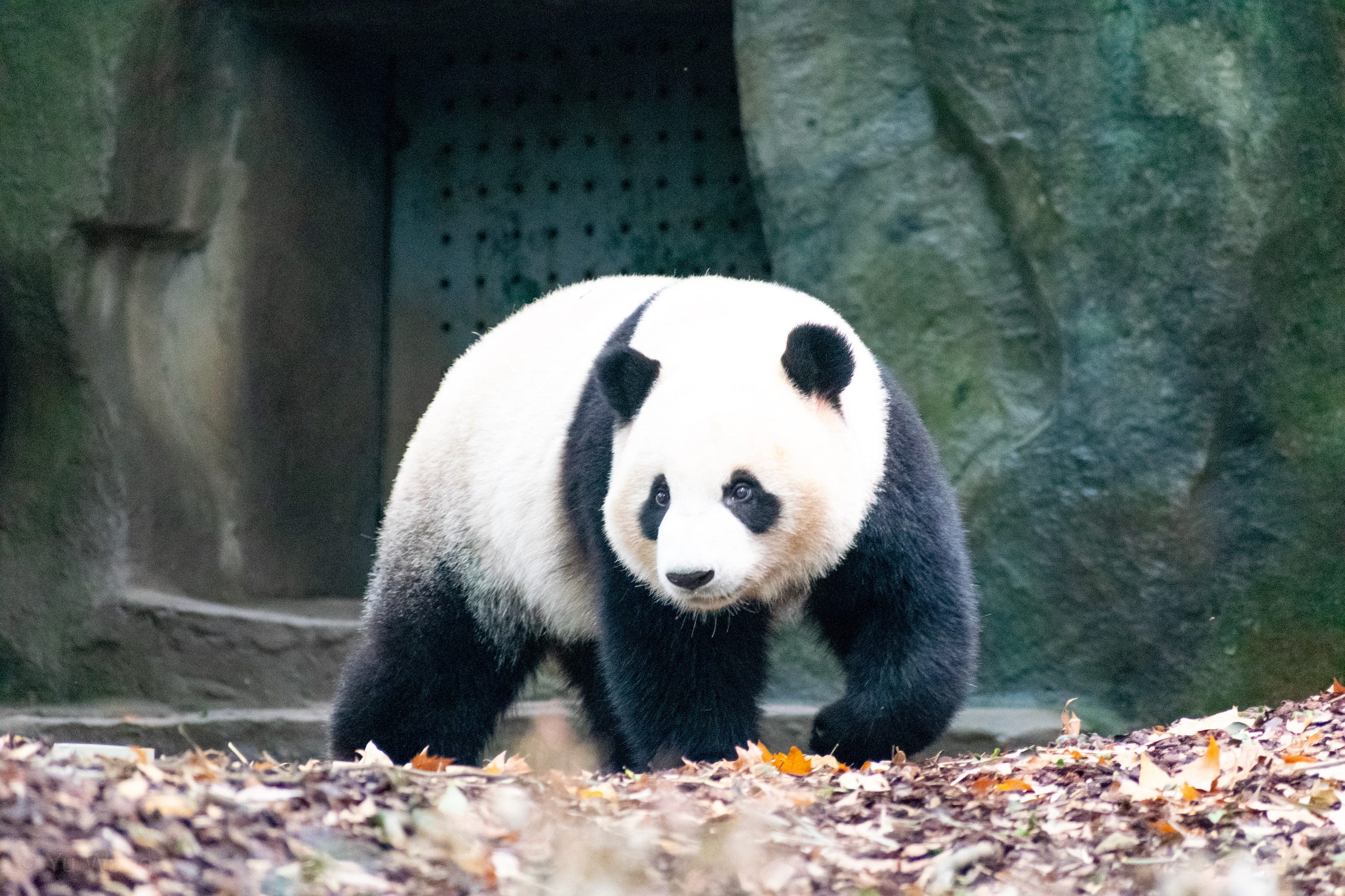 How To Drop A List Of Rows From Pandas DataFrame Data On