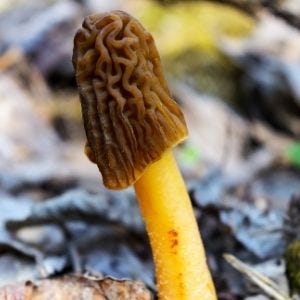 Are False Morels Edible