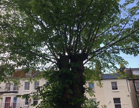 There’s some trees in my street that showed me something about working ...