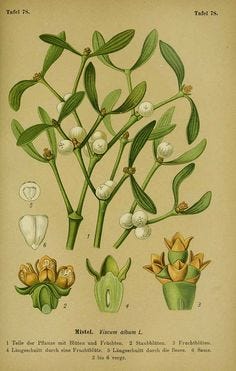 What to Know about Mistletoe Facts and Mythology – Mariecor Agravante ...